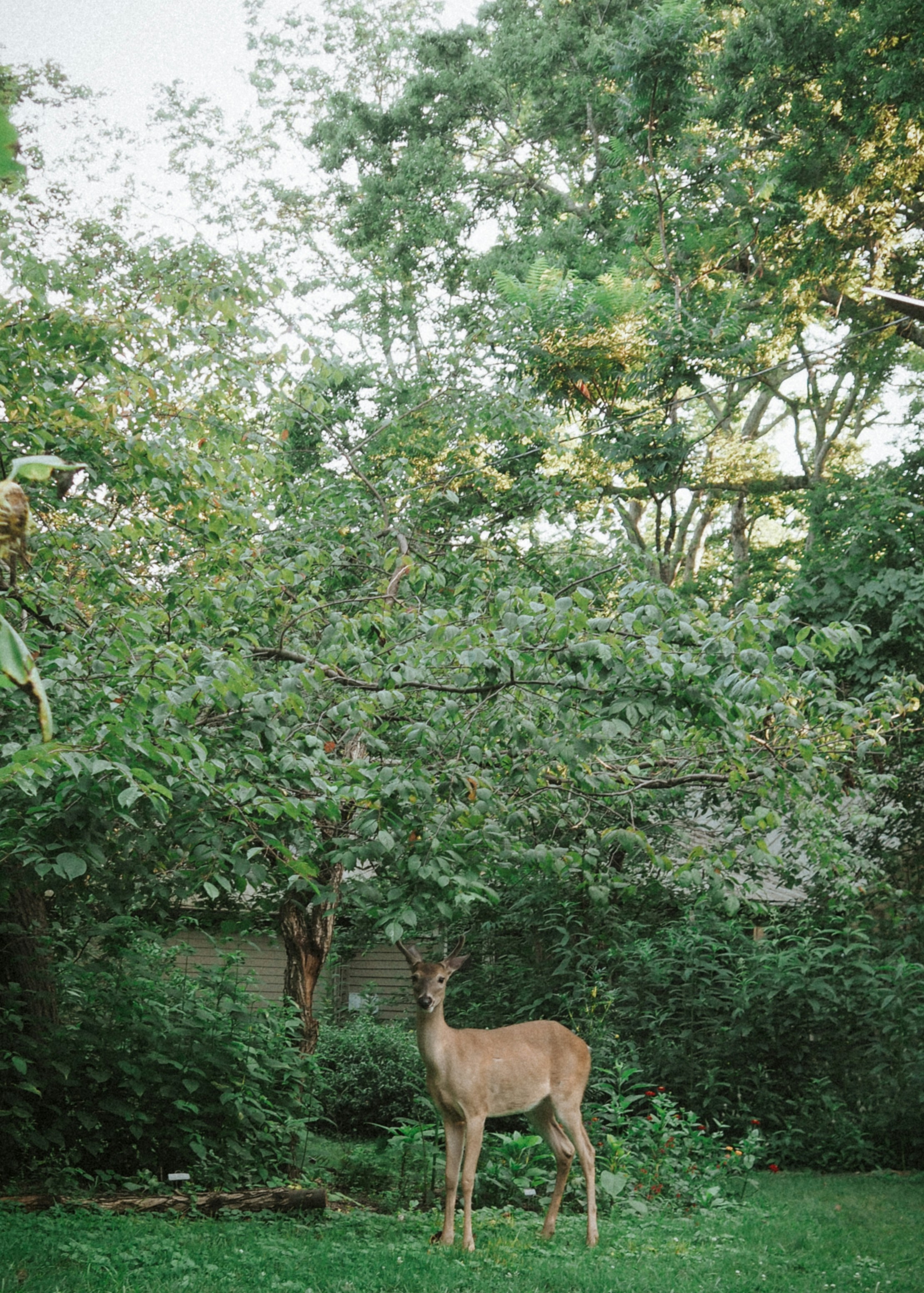 Photo by Barbara Burgess with Olympus PEN-F