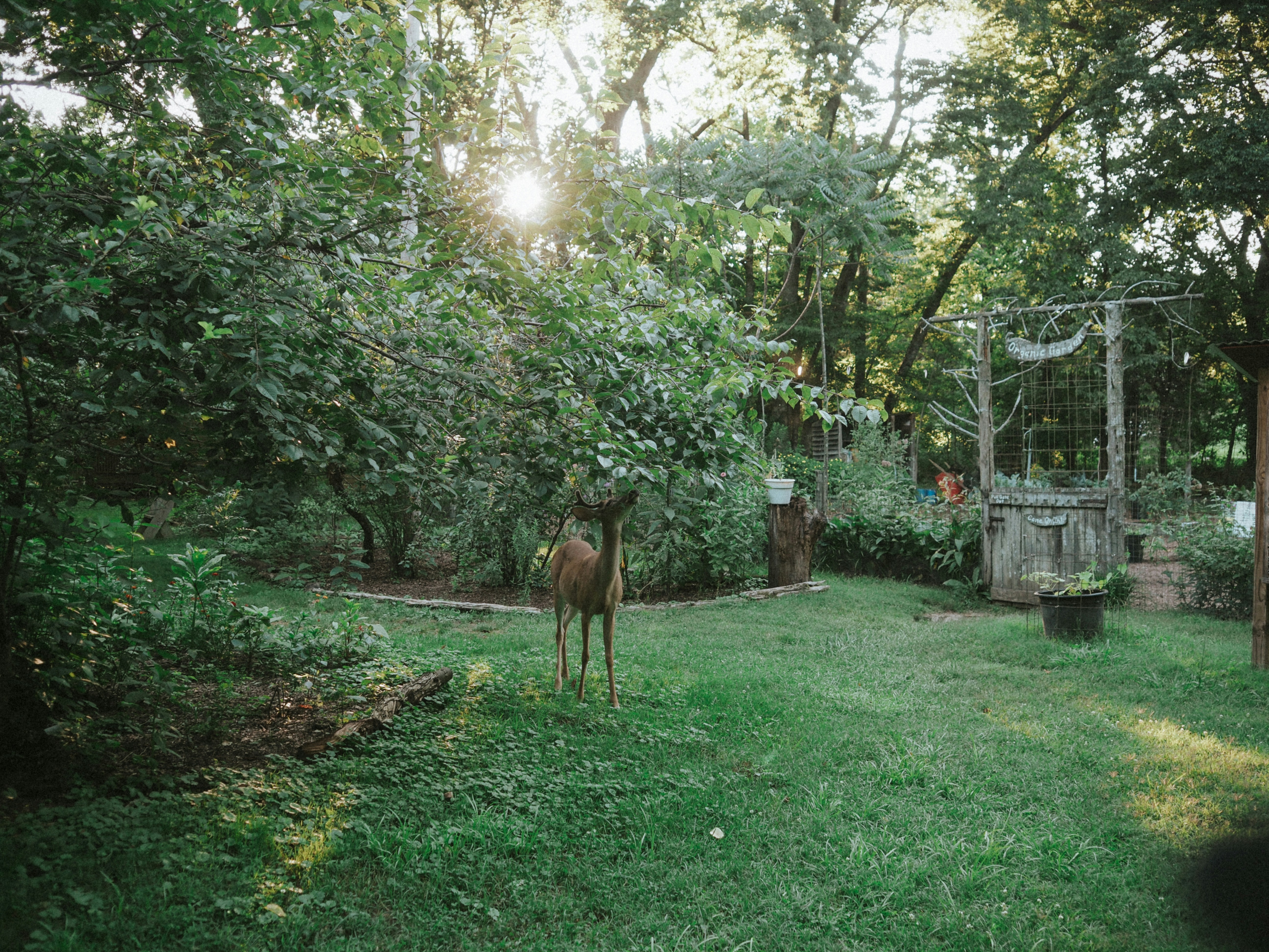 Dappled Visitor: a deer pauses in a sunlit suburban garden