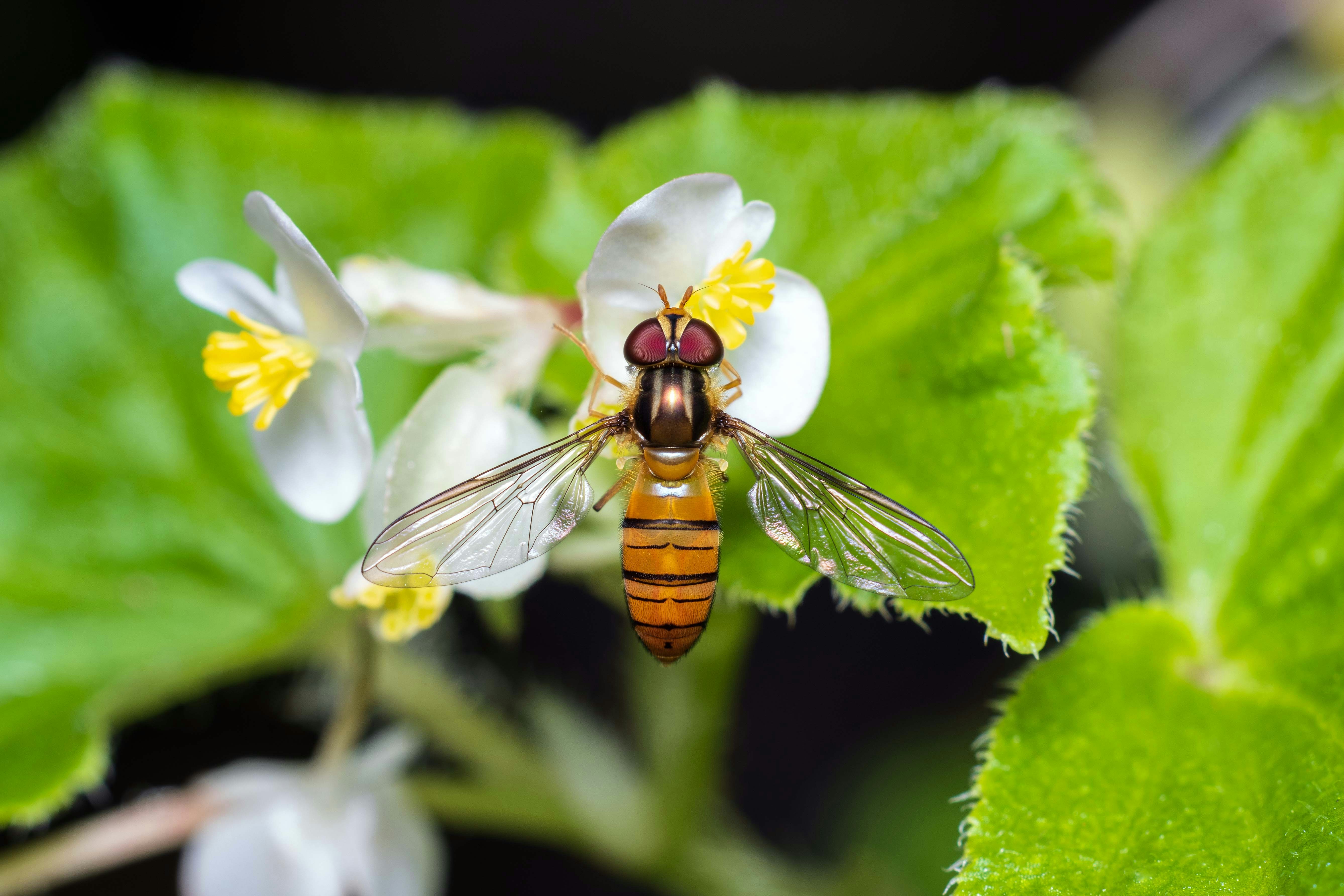 A close up of a bee on a flower photo – Free Botanical gardens Image on ...