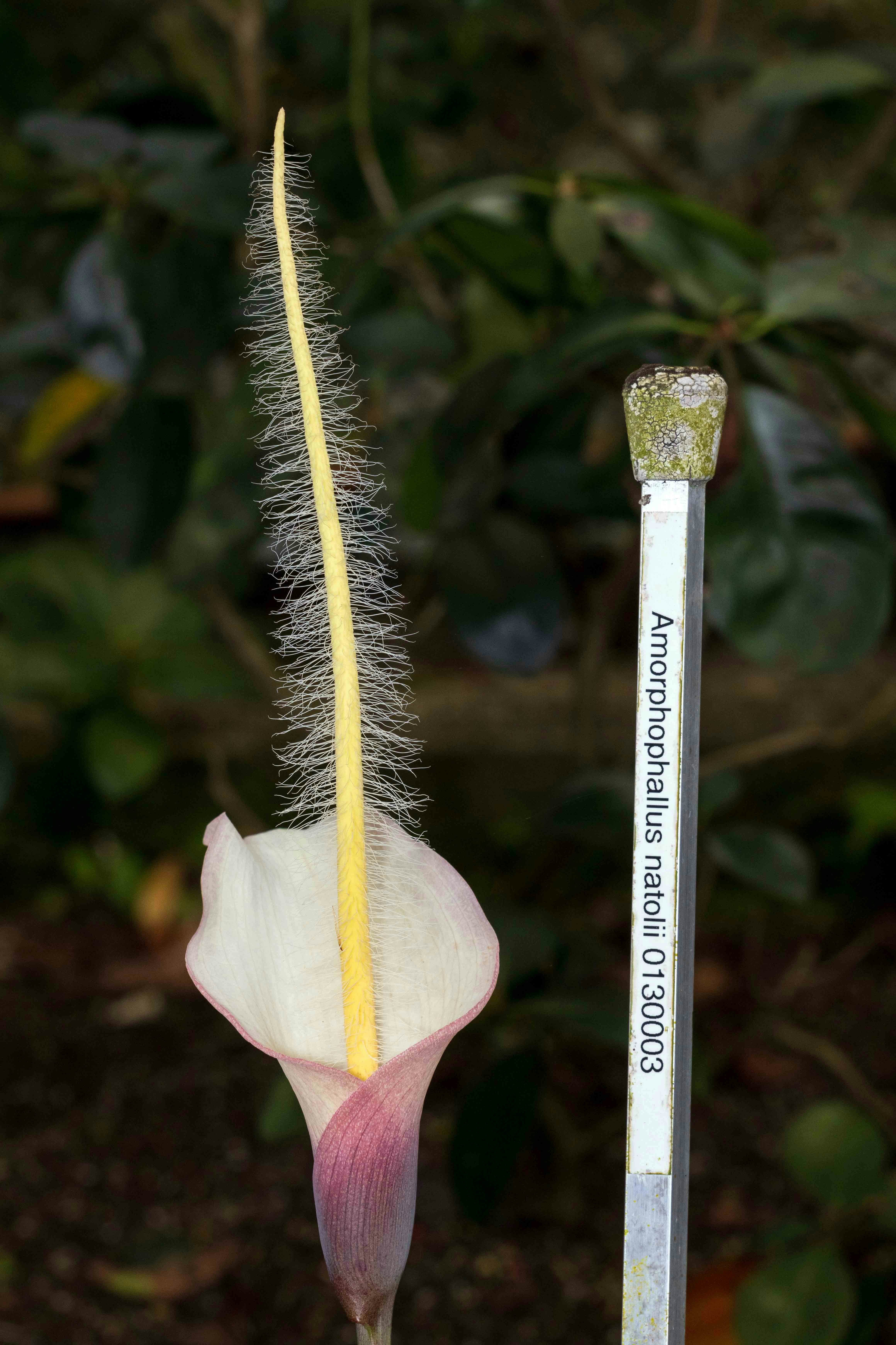 Hairy Spadix Close-Up: A Macro Portrait of Amorphophallus