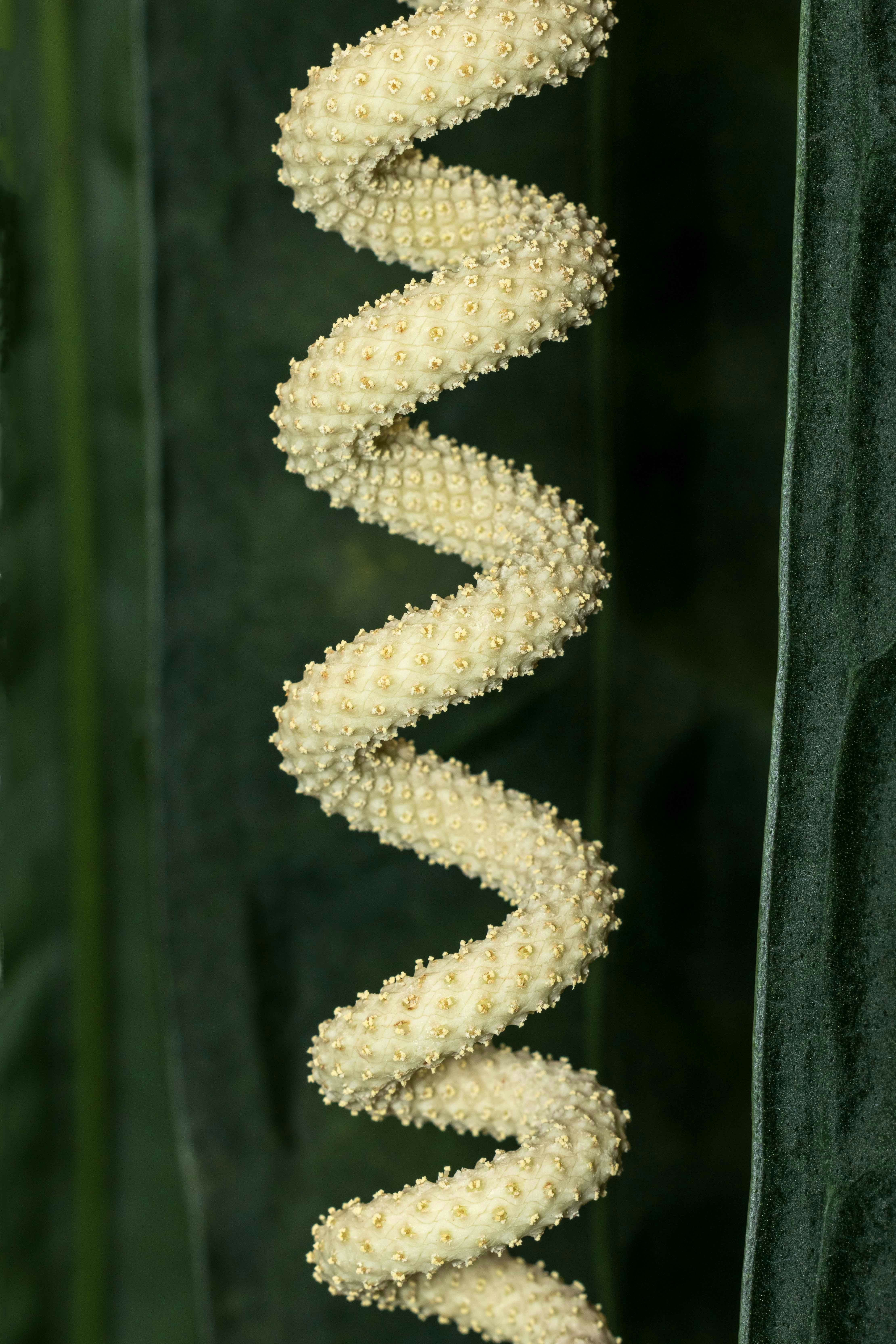 Ivory Spiral: Macro Portrait of a Knobby Inflorescence Amid Green Veins