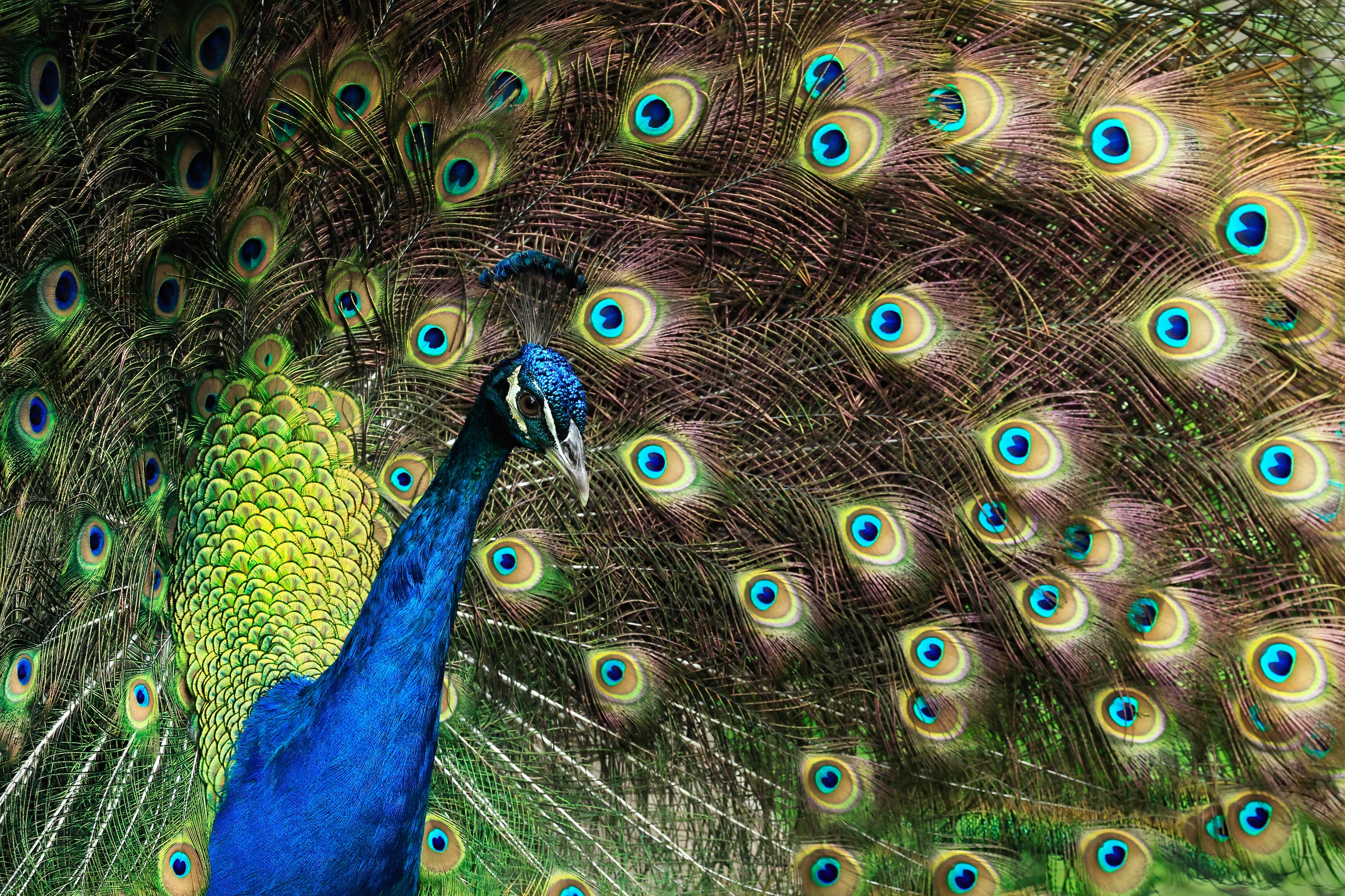 10 Most Colorful Animals in Nature - Animals Around The Globe