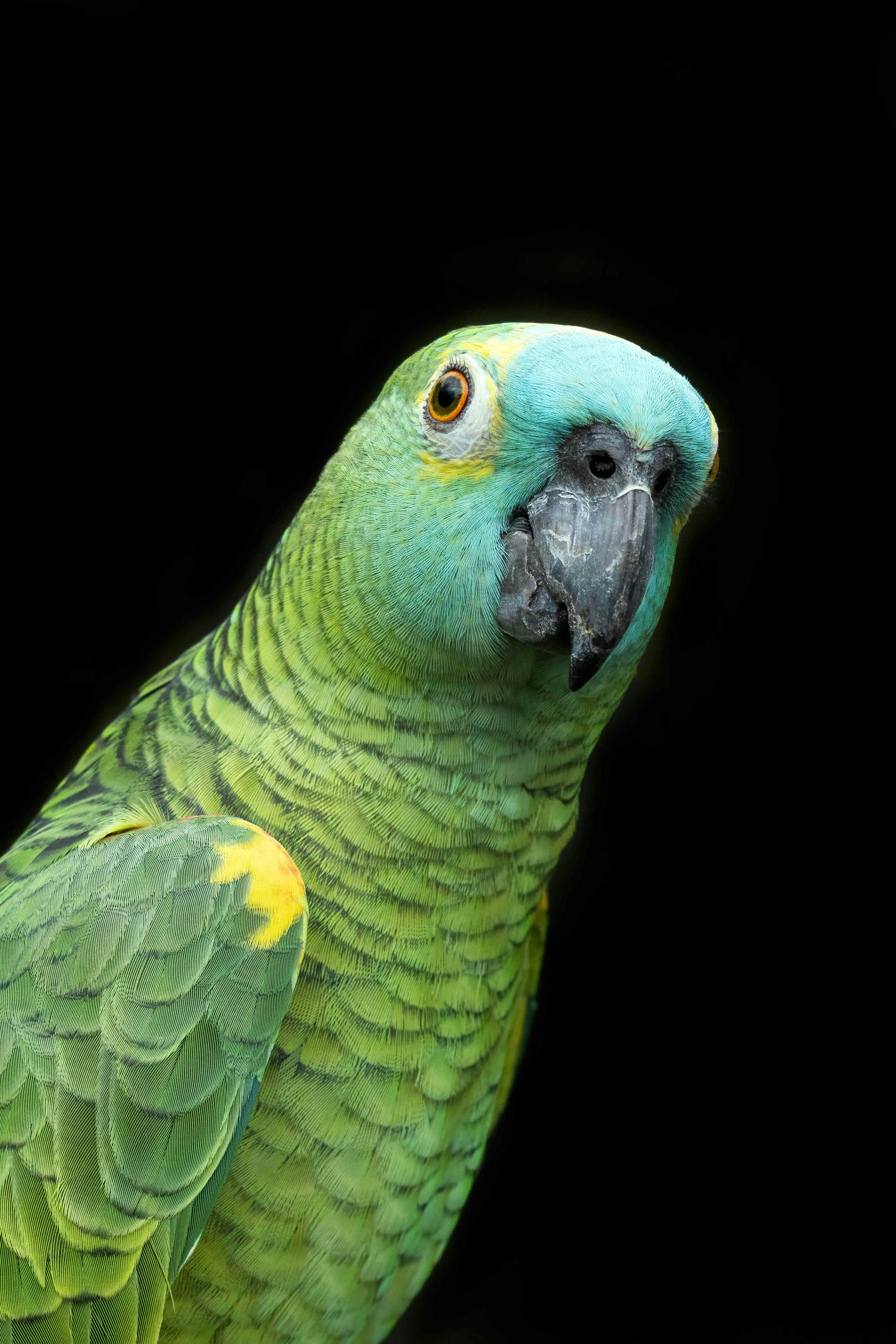 A close up of a parrot with a black background photo – Free Birdworld ...