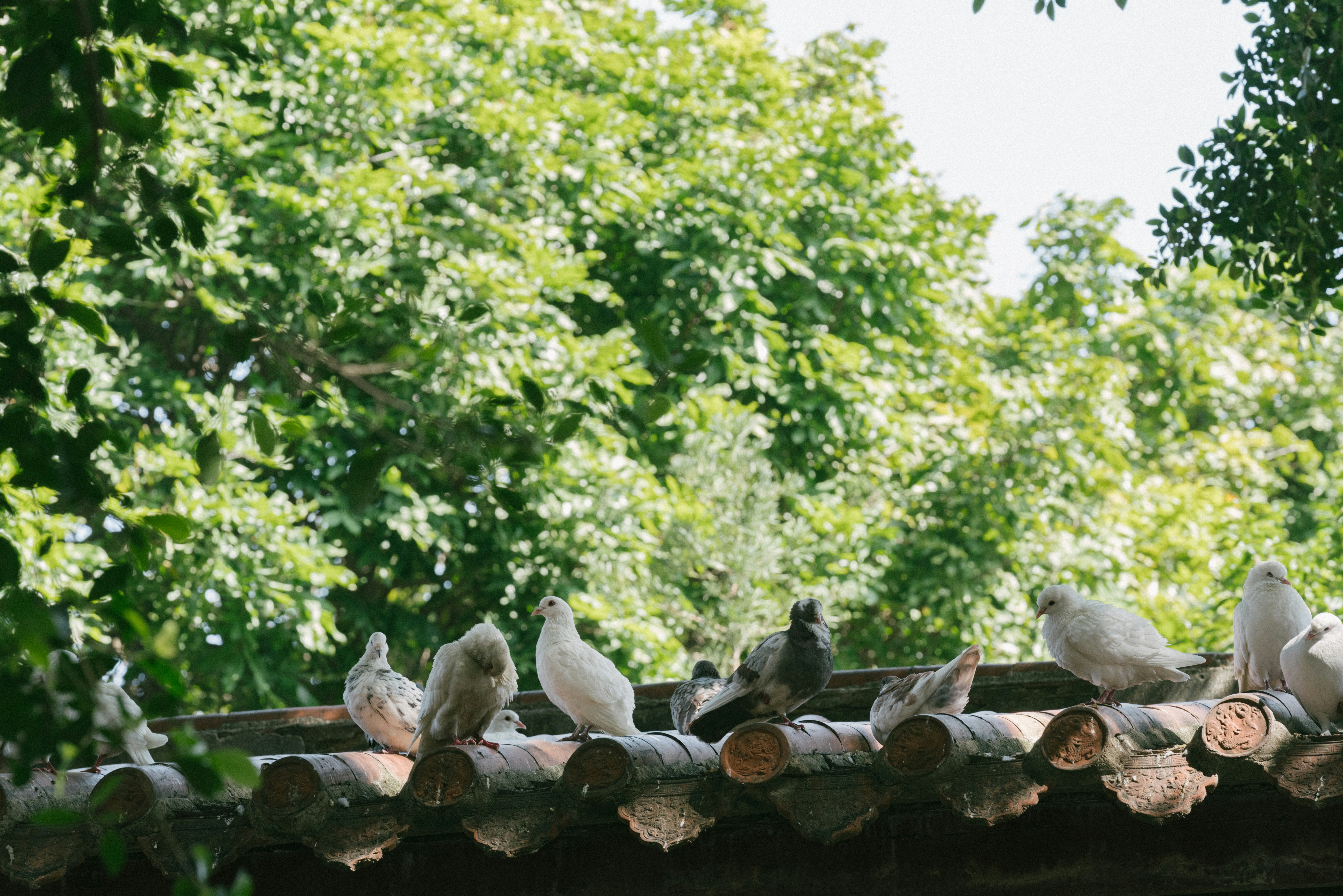Dappled Light, Quiet Perch: Pigeons Along a Weathered Log Roof