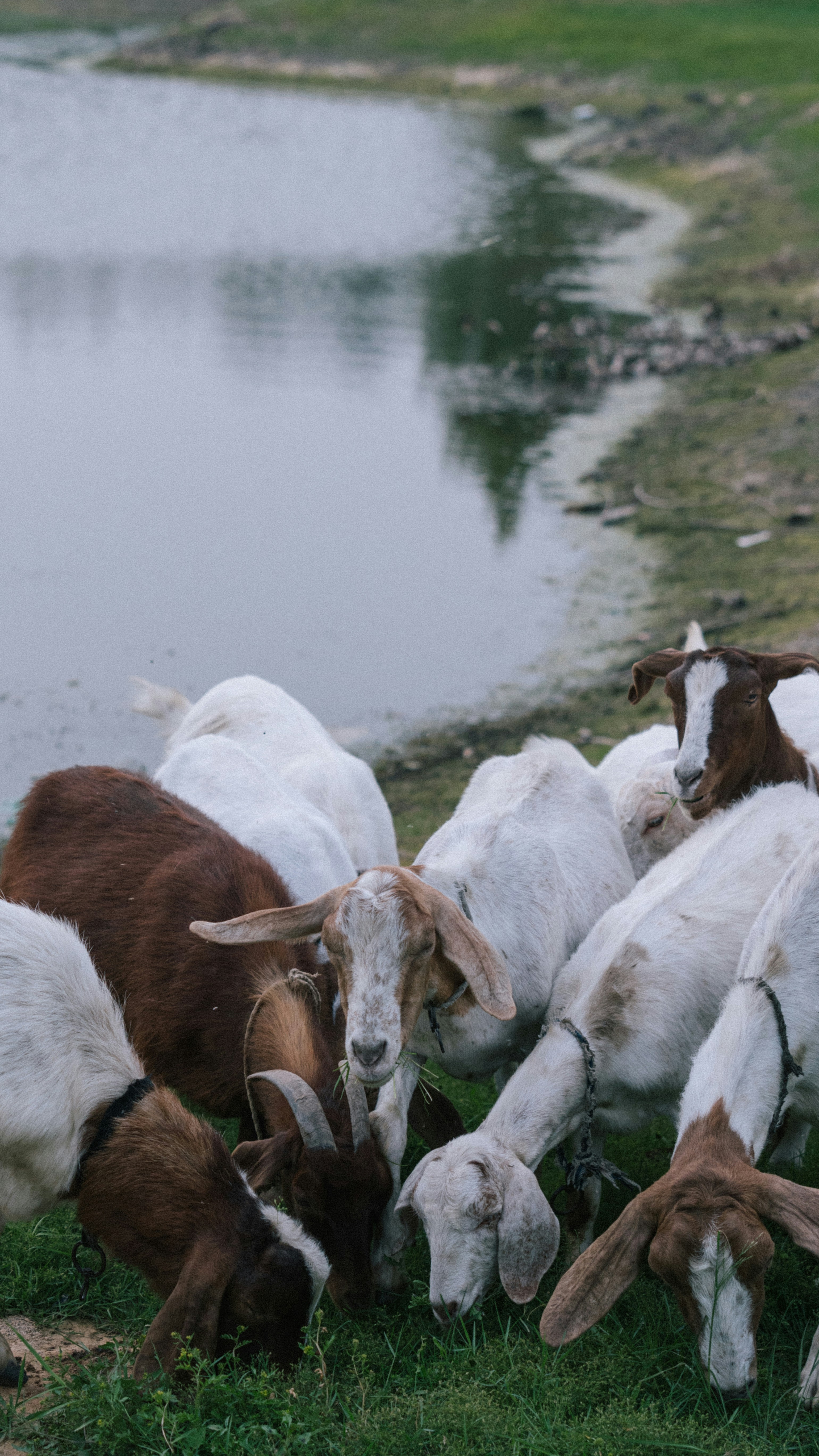 A herd of goats grazing on grass next to a body of water photo – Free ...