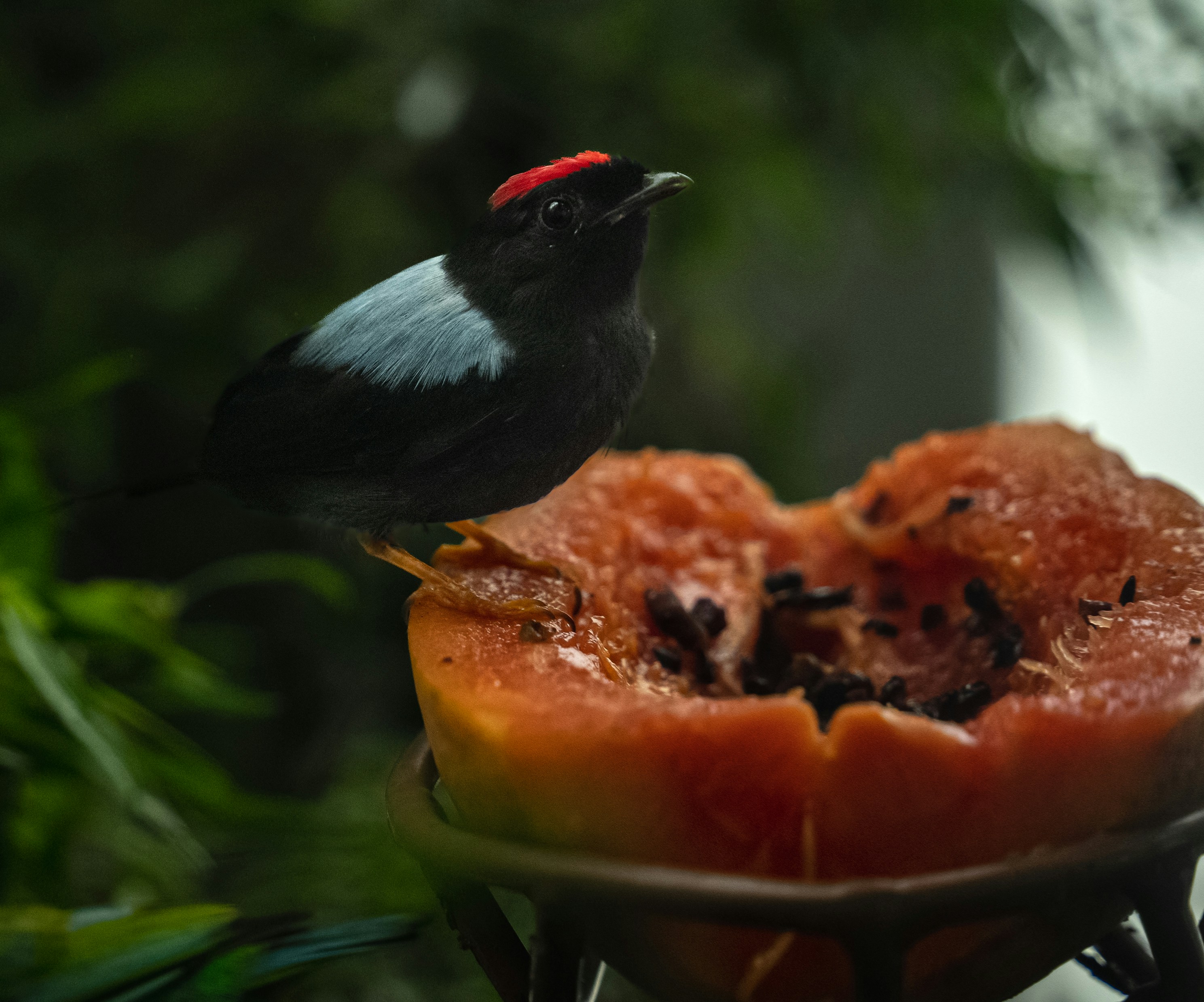 A small black bird with a red crown feeds at a sliced melon, perched on a stand with dark, blurred background.