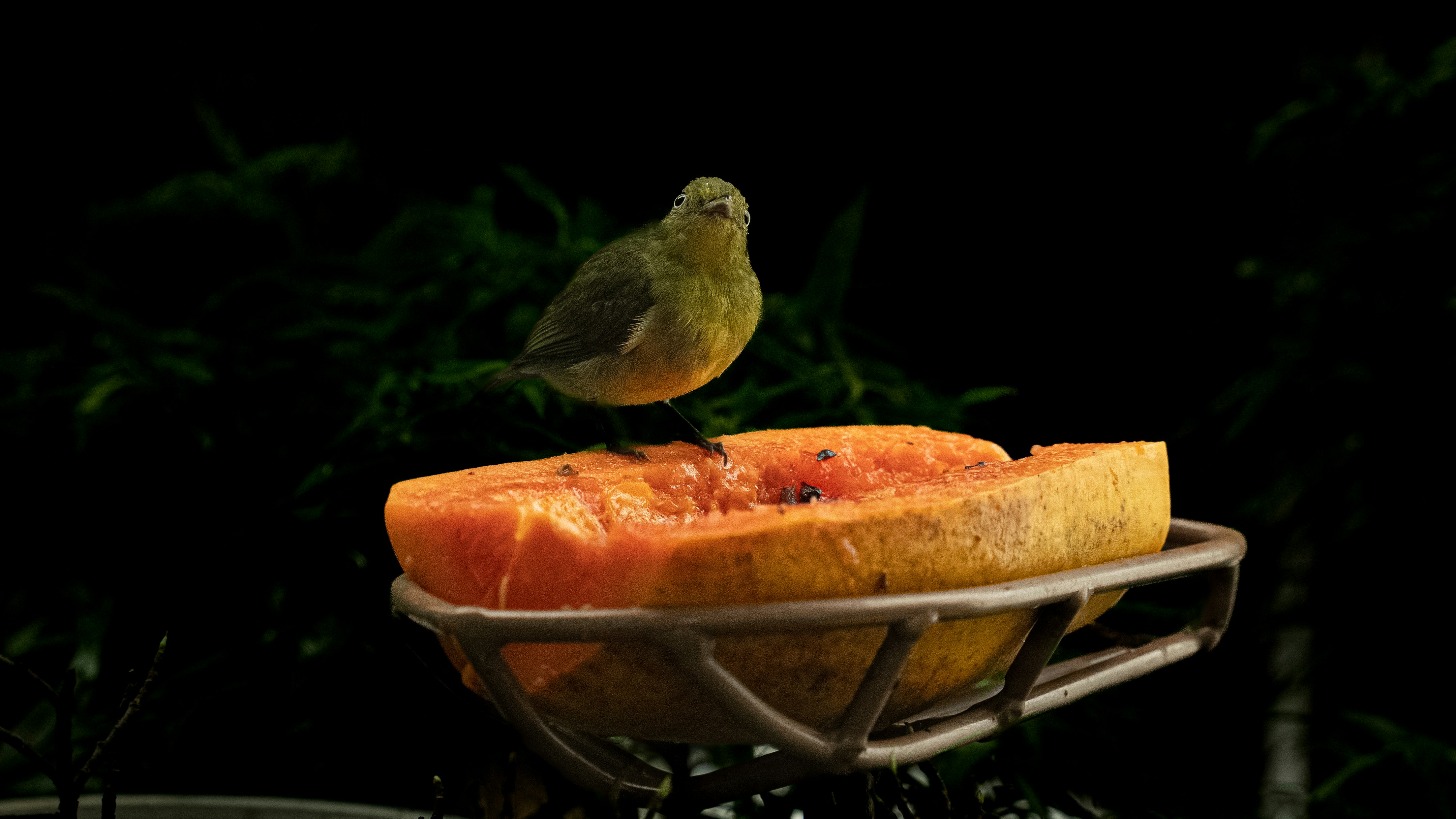 Morning Visitor on Toast: An Olive-Toned Songbird Perches Over Breakfast