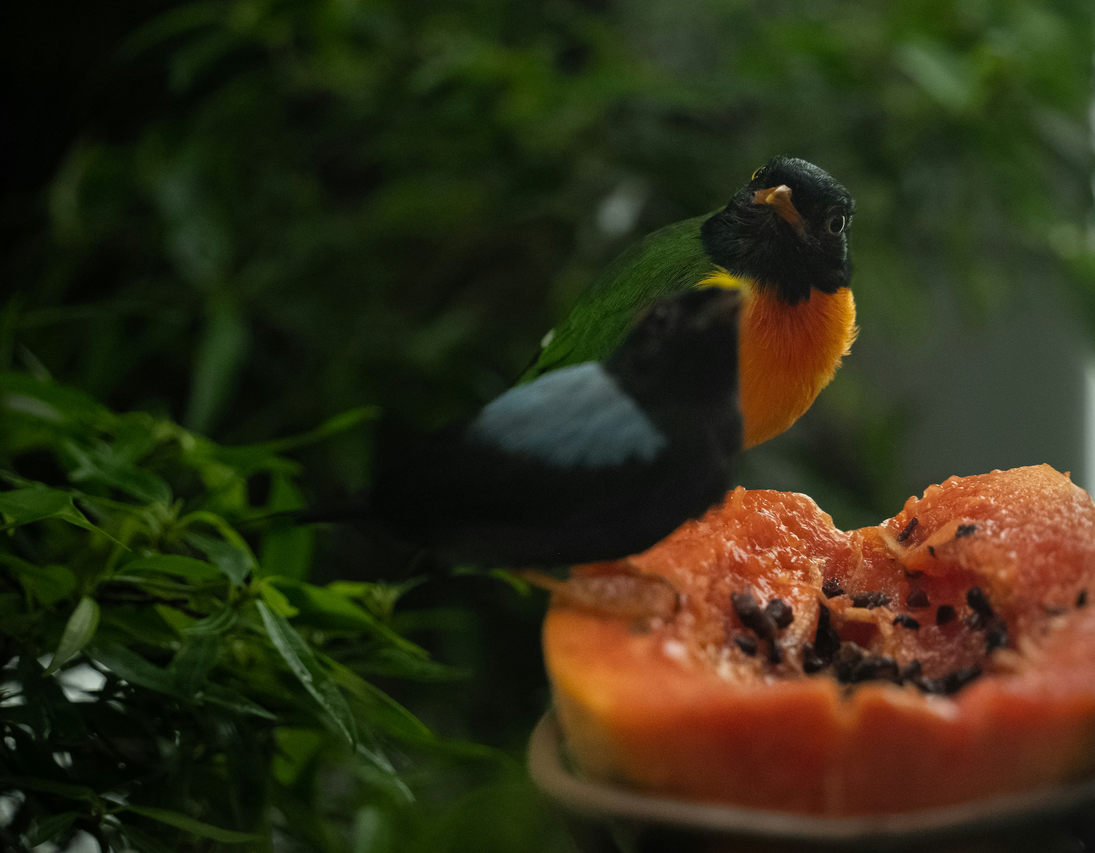 Bold Sunshine Feeder: A Fiery-Orange Chest Beside a Juicy Slice
