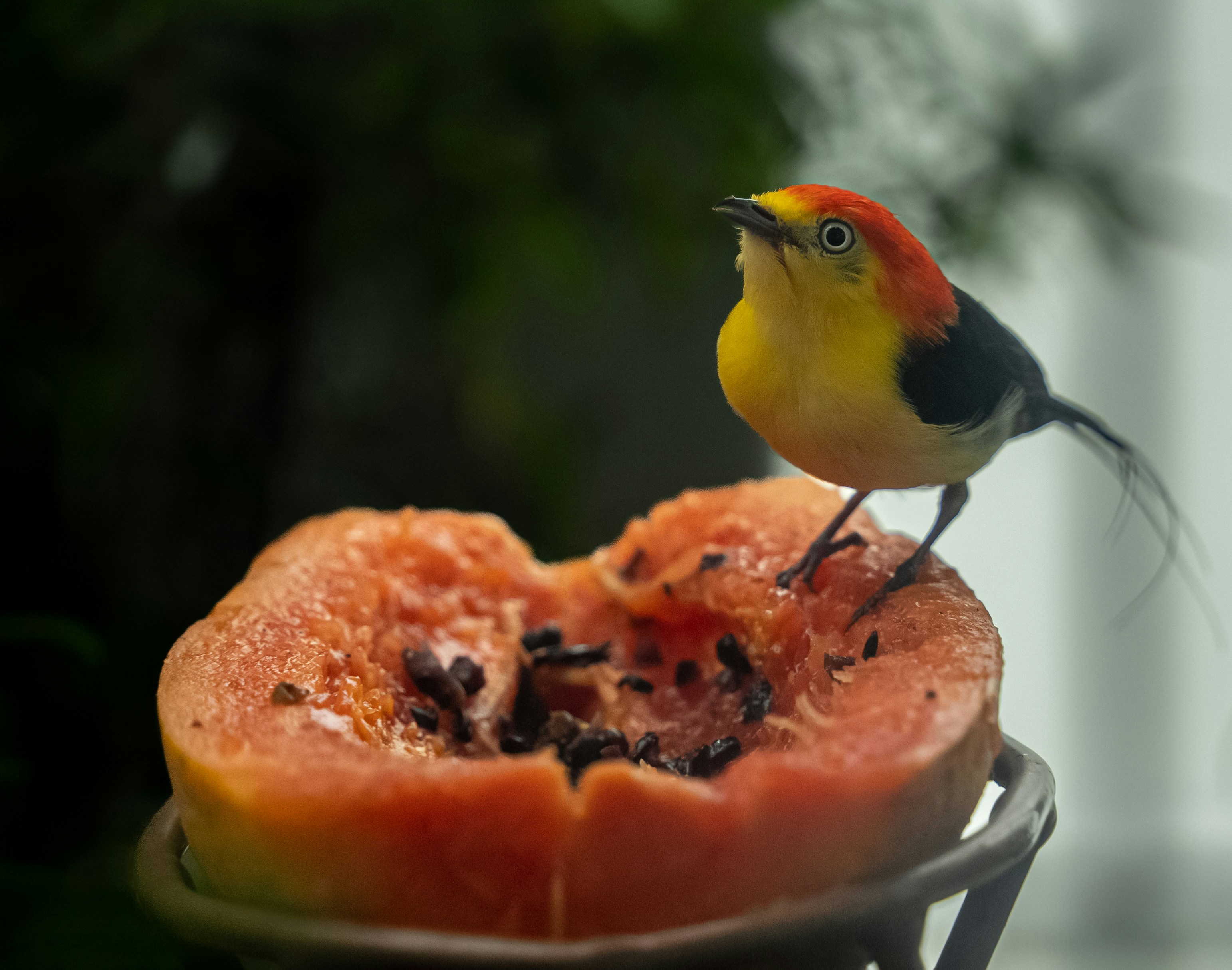 Scarlet-Crowned Warbler on a Watermelon Slice