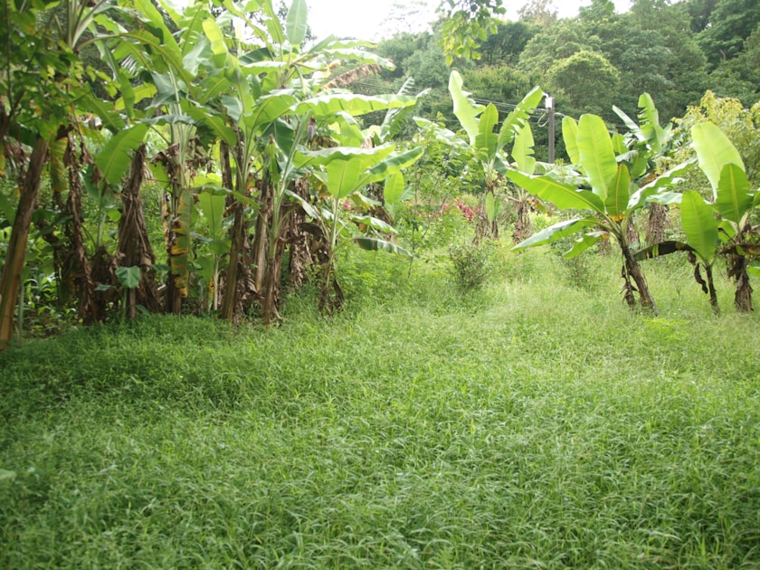 From Concept to Crop Production: Navigating the Rough Terrain of ...