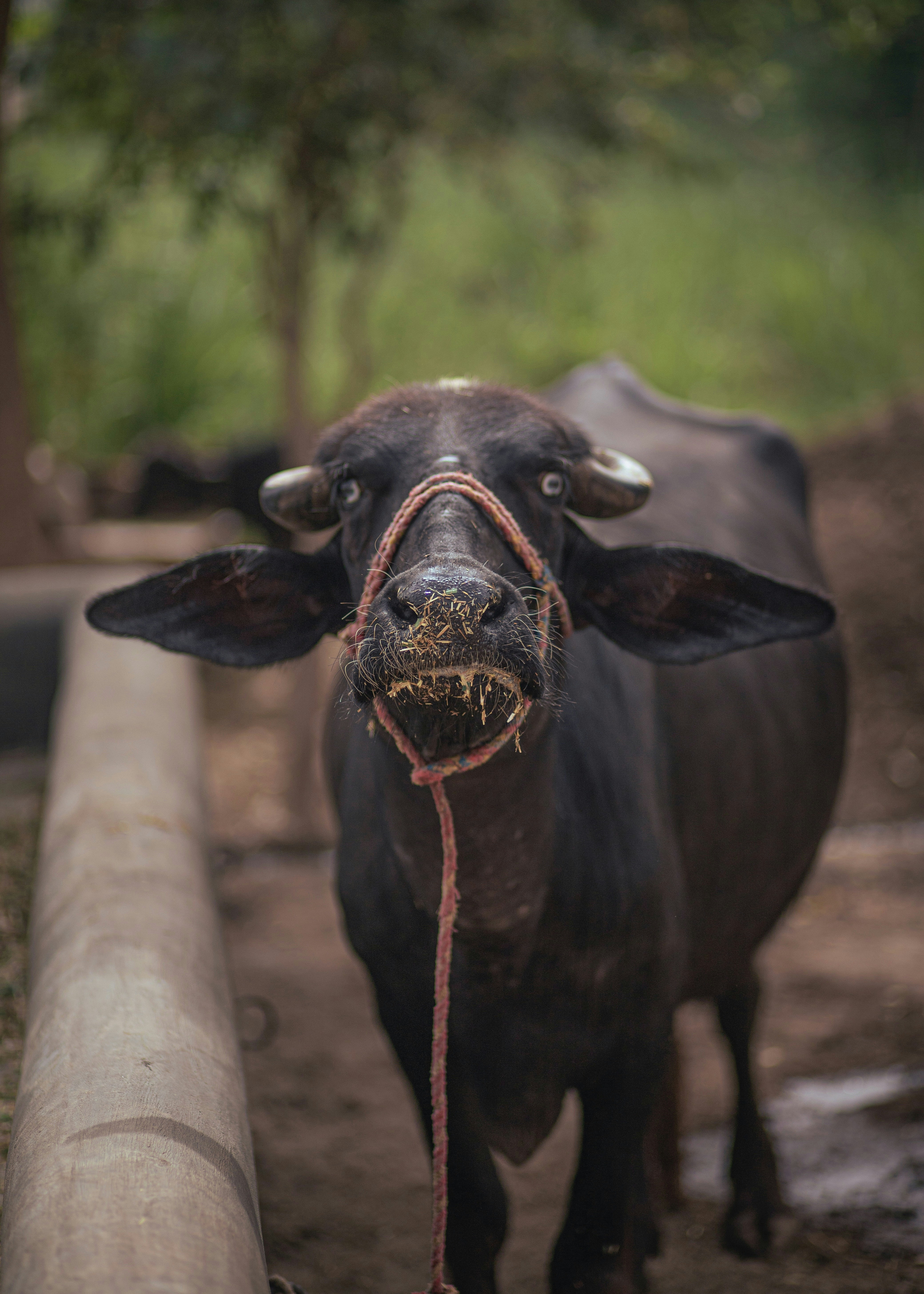 A cow with a rope tied around its neck photo – Free Animal Image on ...