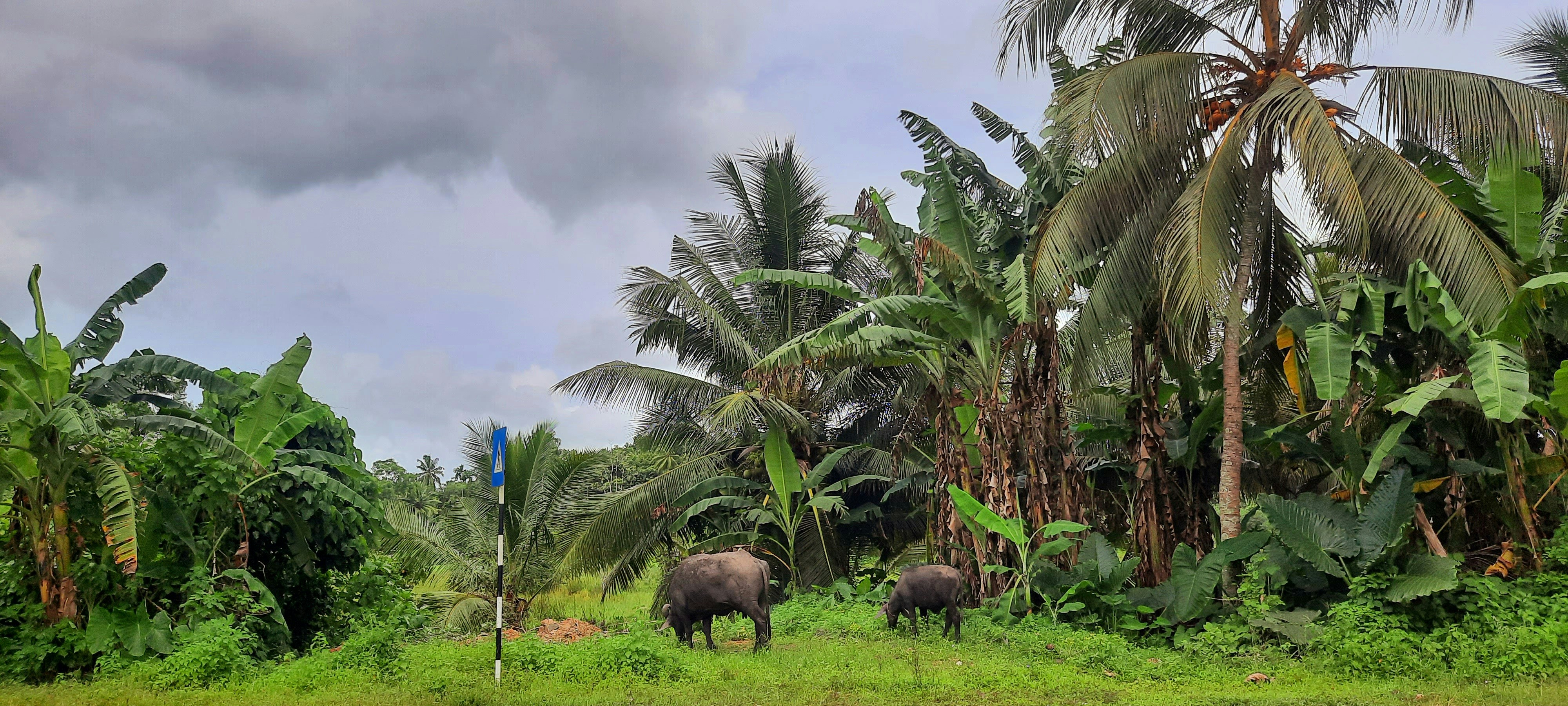 Pastoral Grazers Beneath a Banana Tree canopy