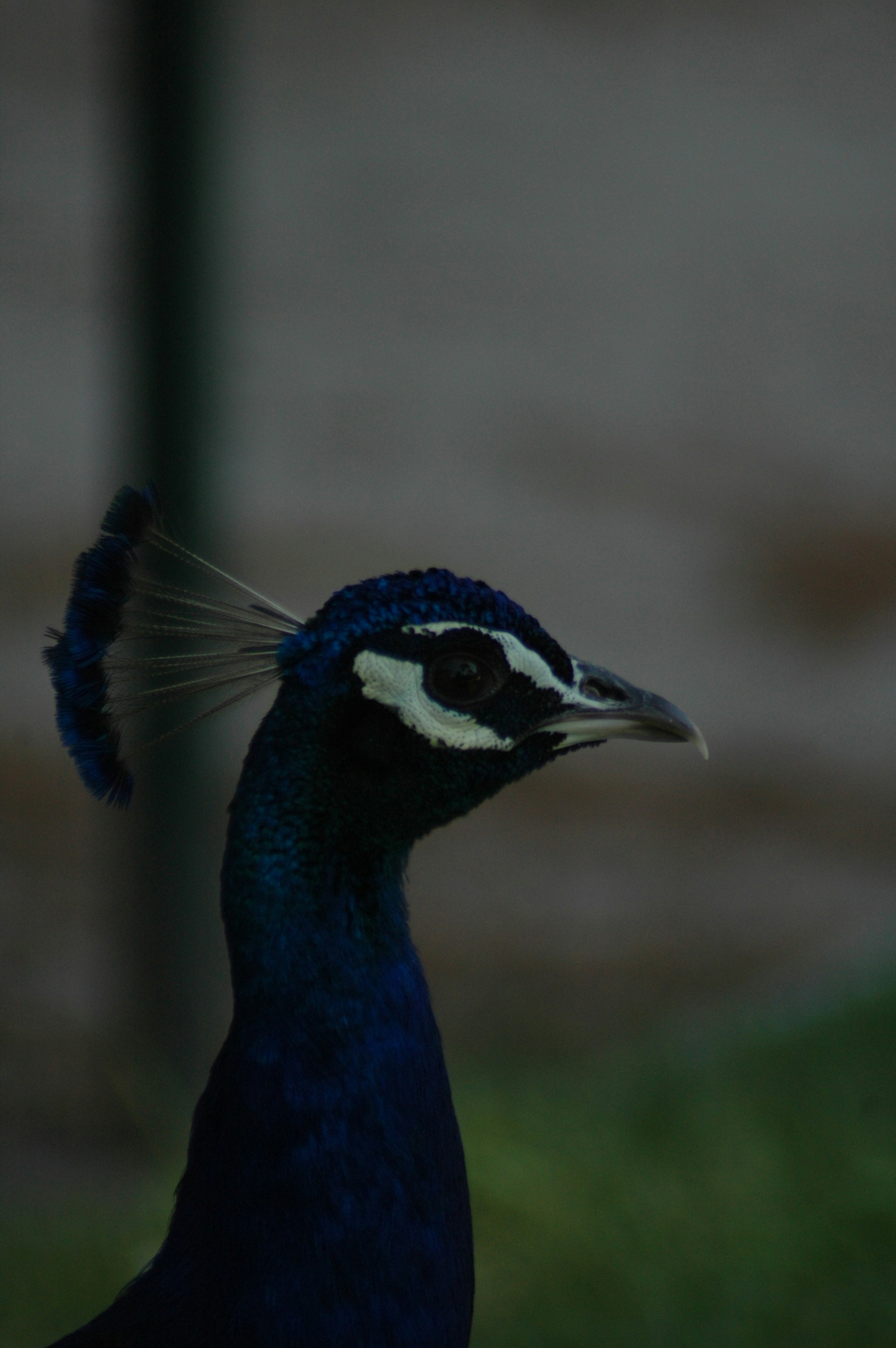 Profile in Violet-Blue: A Peacock's Quiet Gaze