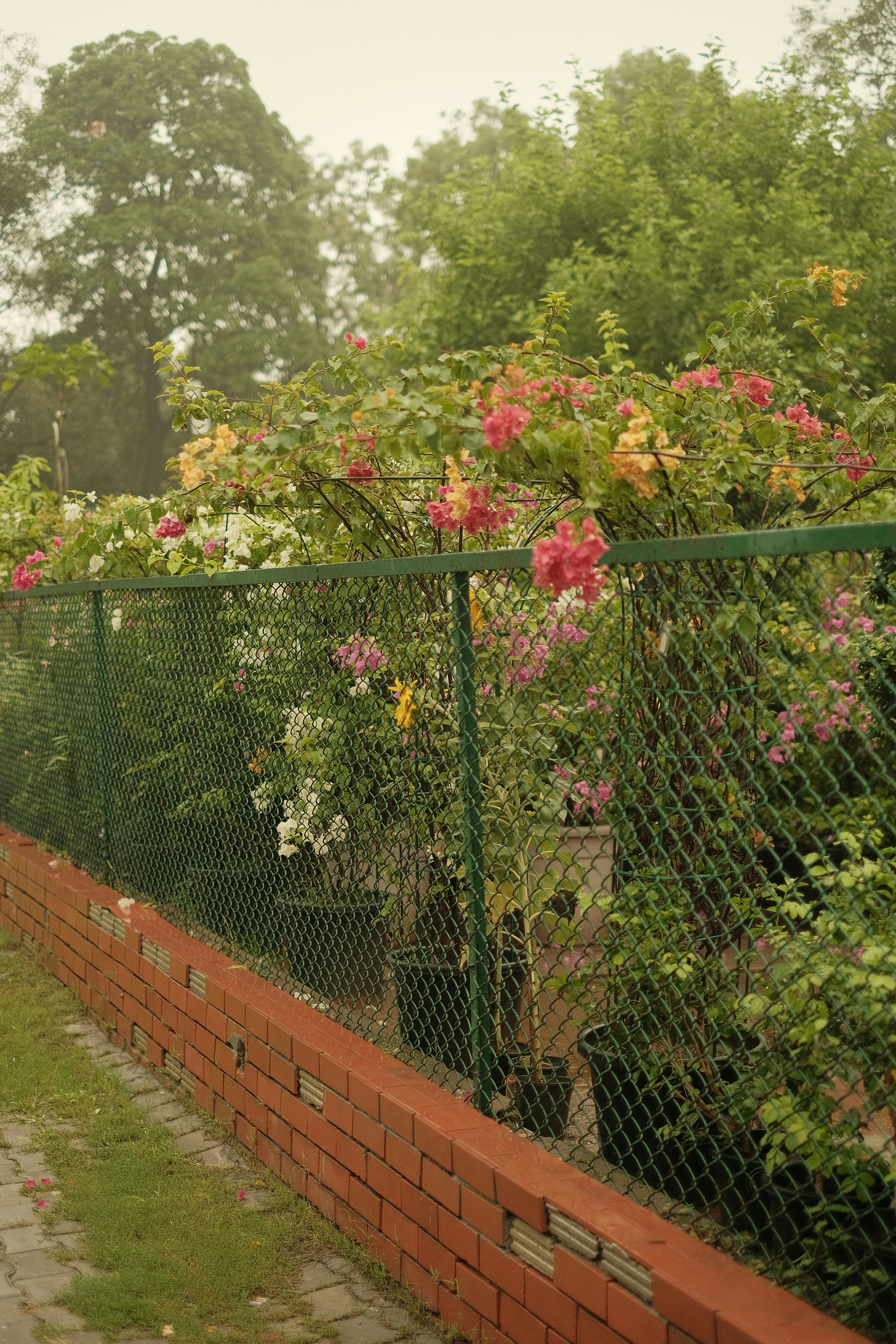 Roses Climbing the Green Mesh: A Quiet Garden Border