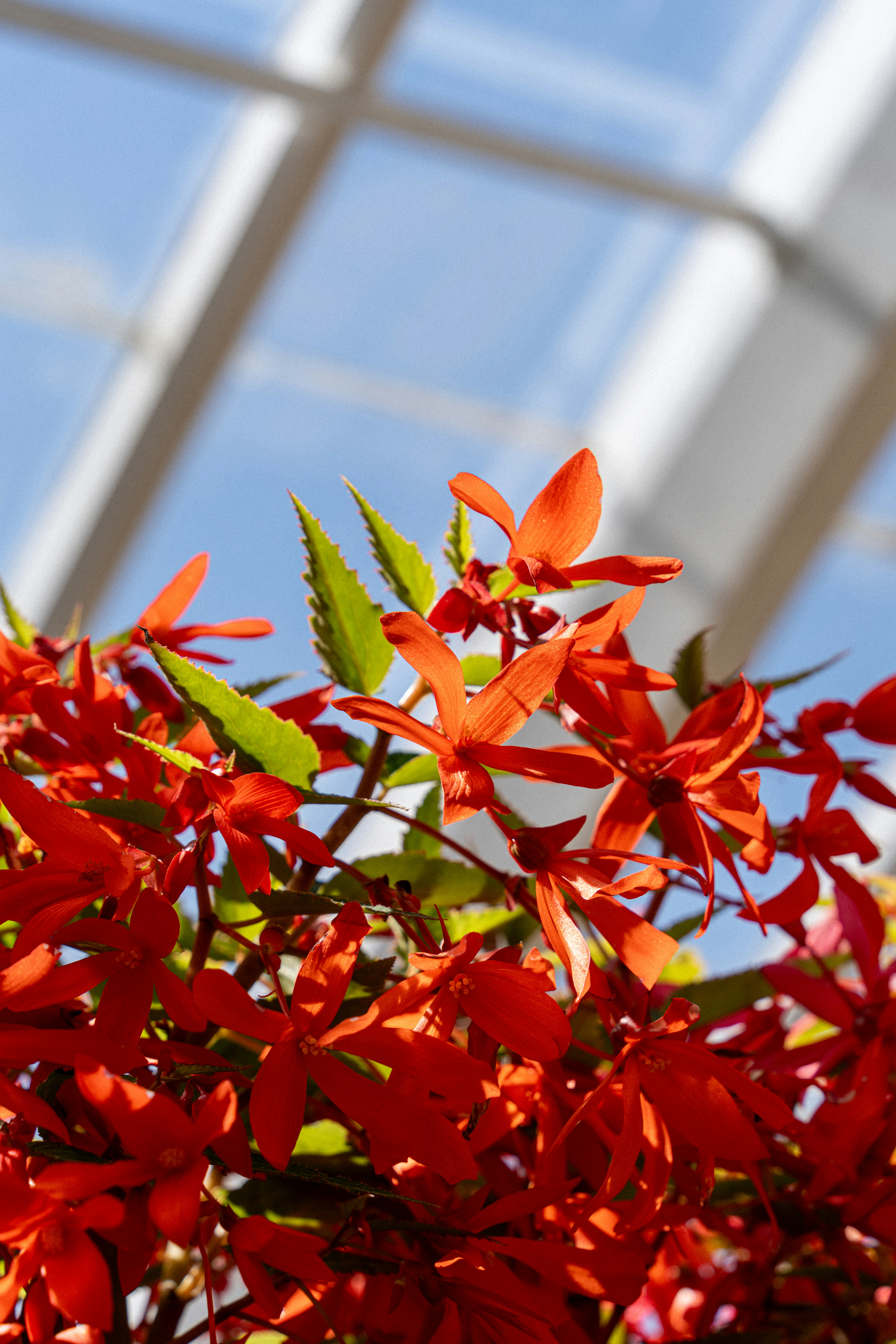 Crimson Cascade Through Glass: Sunlit Blooms in an Atrium