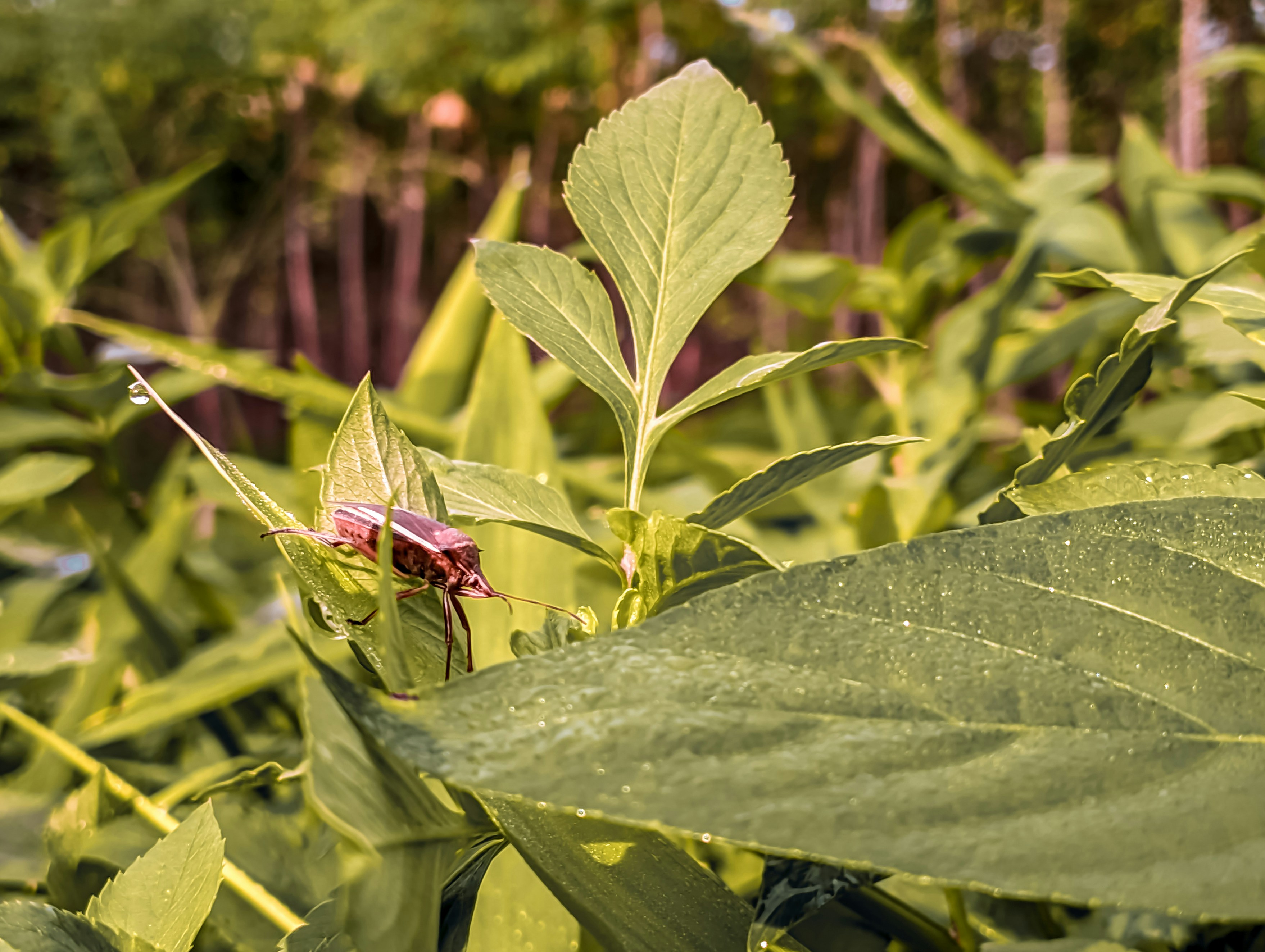 Un insecte assis sur une feuille verte photo – Photo Insecte Gratuite ...