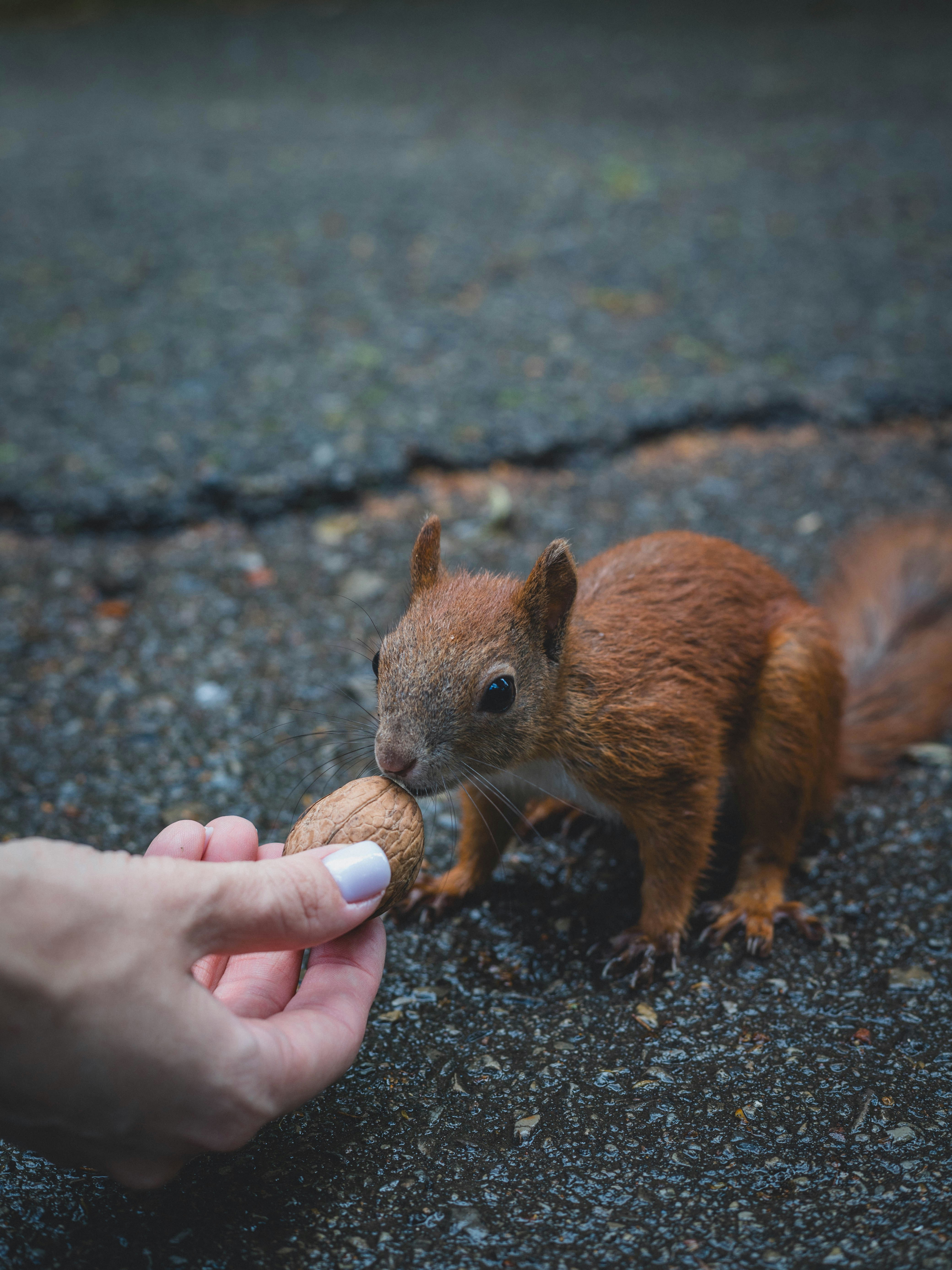 Nut Negotiation: A Squirrel Accepts a Handful of Hazelnut