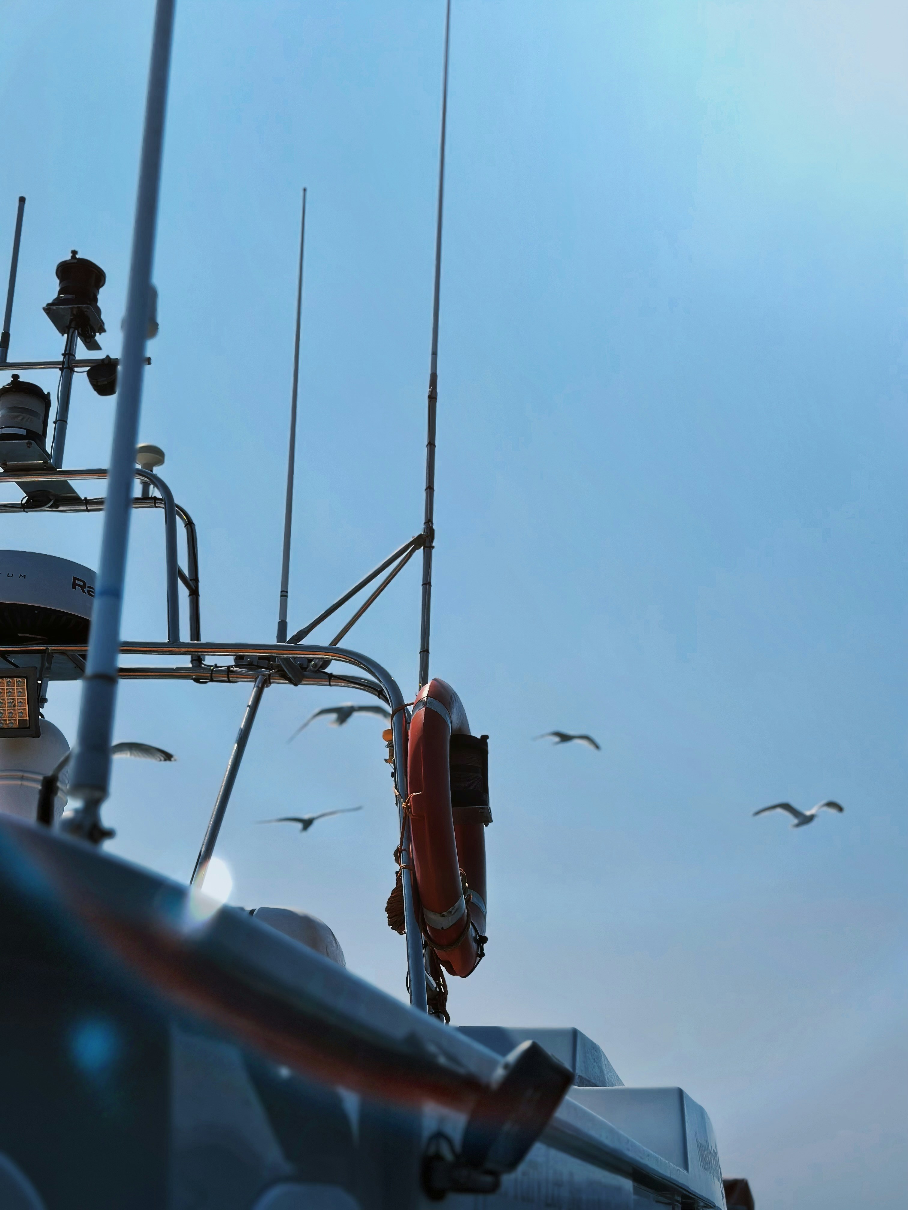 A group of birds flying over a boat photo – Free Brighton Image on Unsplash