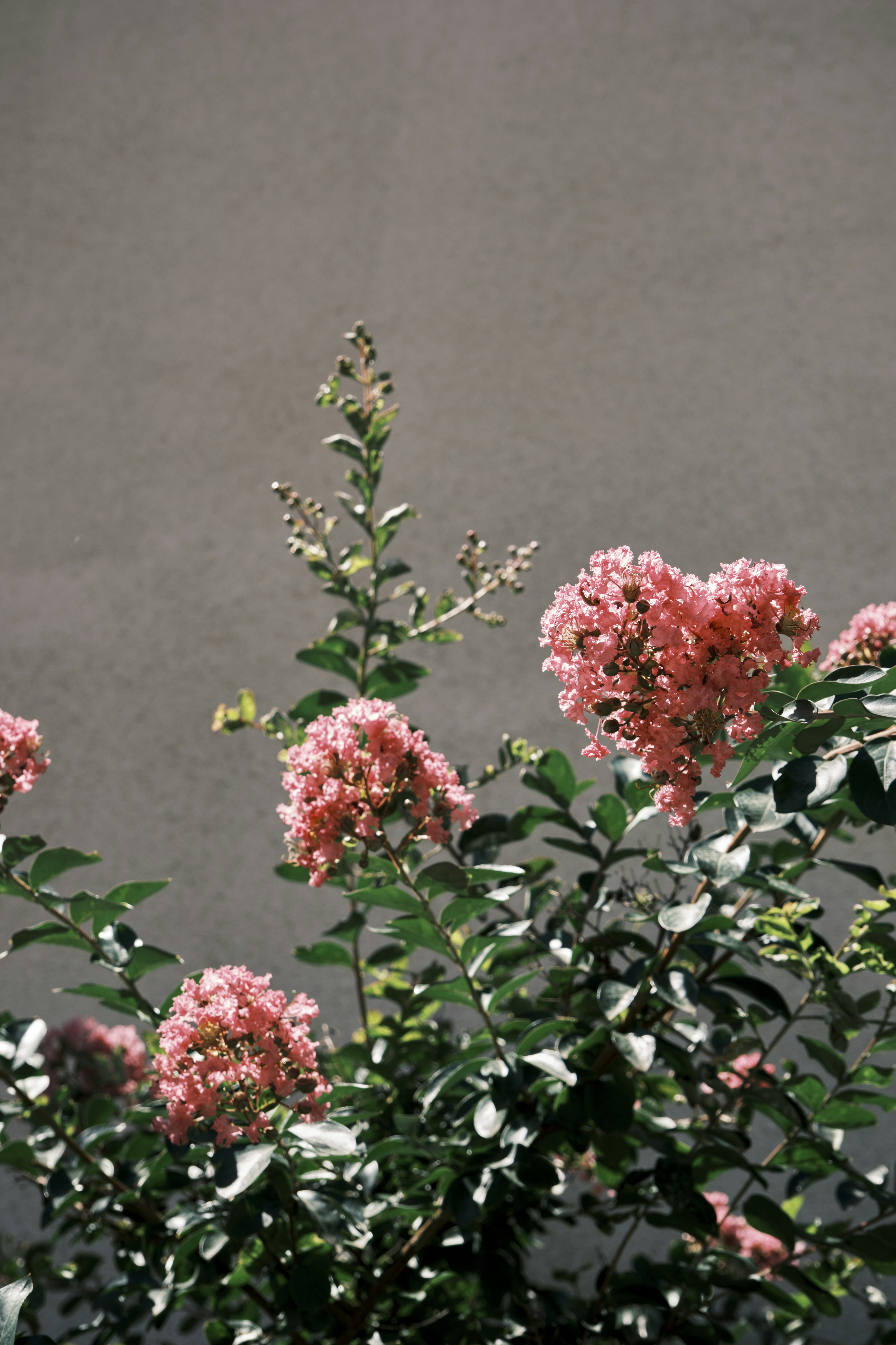 Pink Crepe Myrtles in Daylight: A Minimal Wall Backdrop