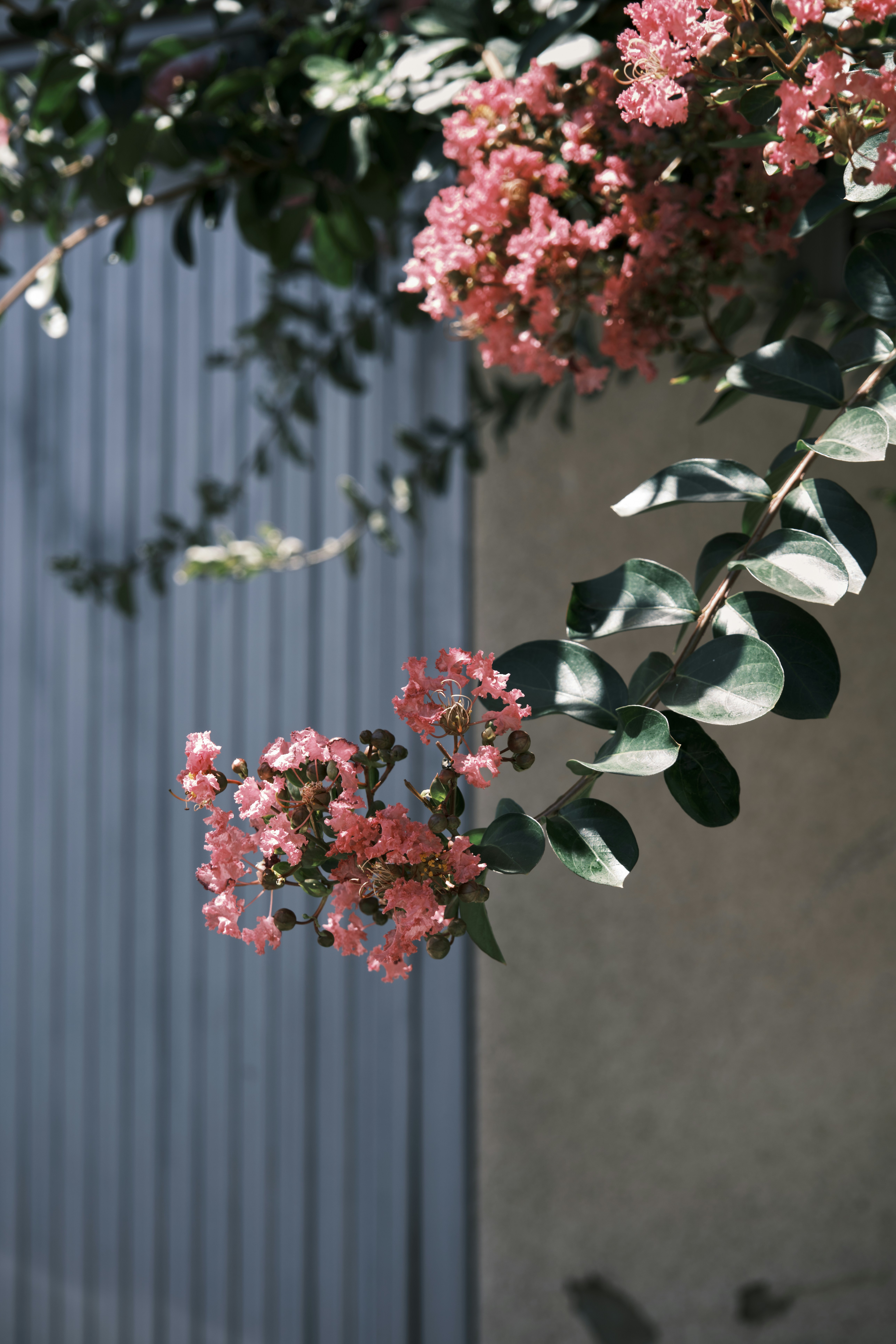 Diagonal Bloom: Pink Crepe Myrtle Against a Quiet Concrete Backdrop