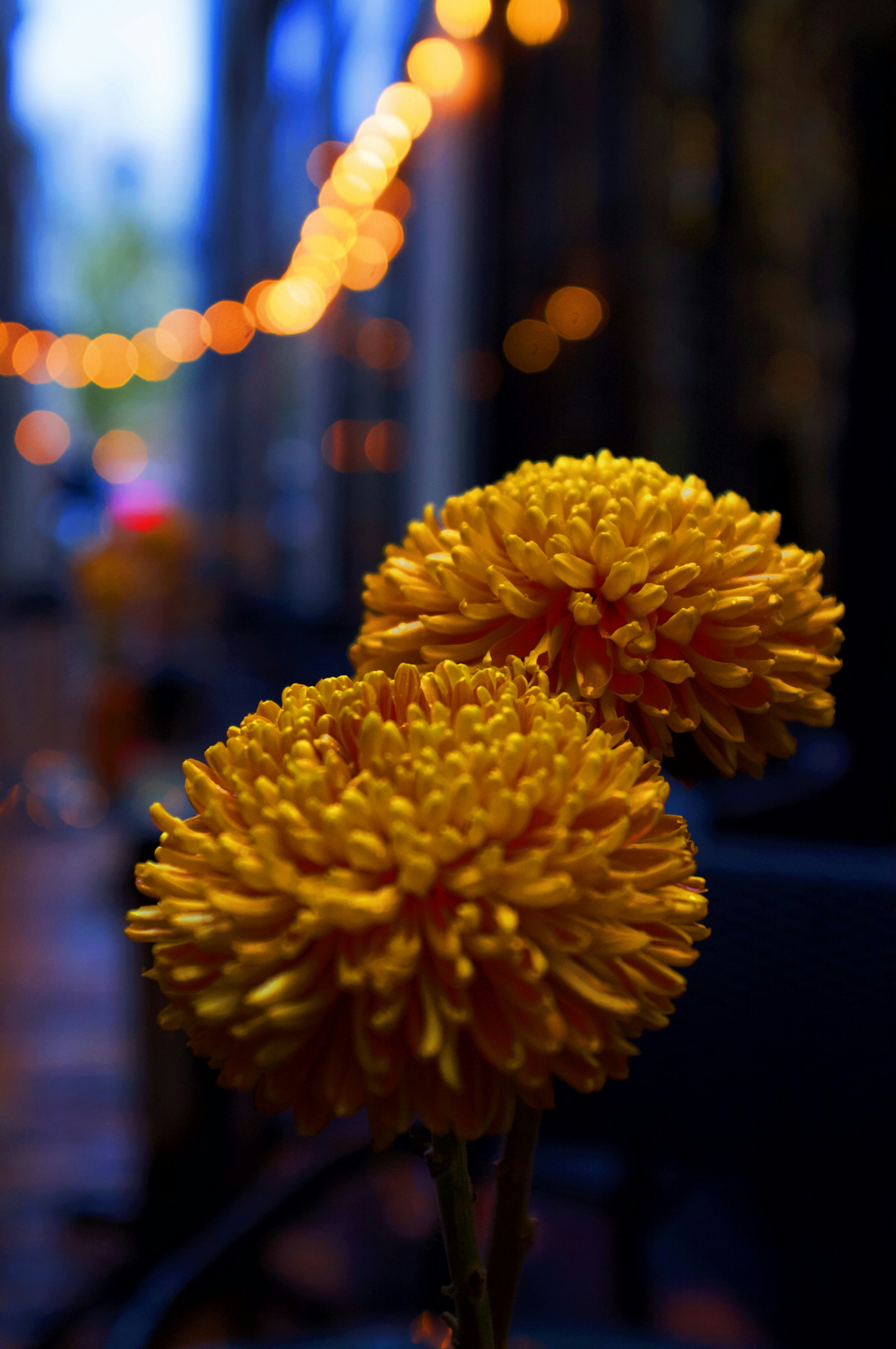 Neon Glow on Yellow Pompons: A Quiet Night Street Moment