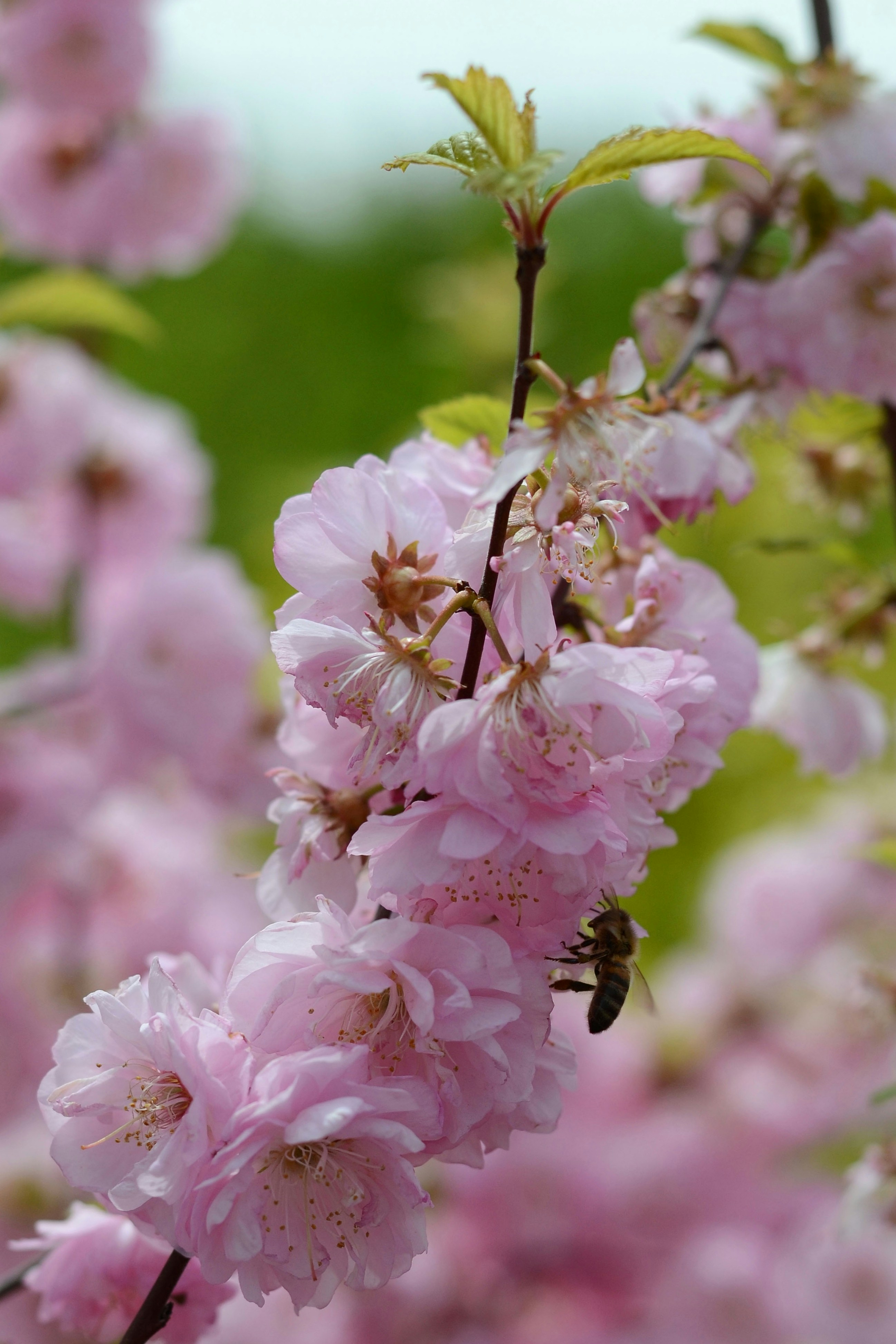 Bee Among Pink Cherry Blossoms: A Delicate Close-Up