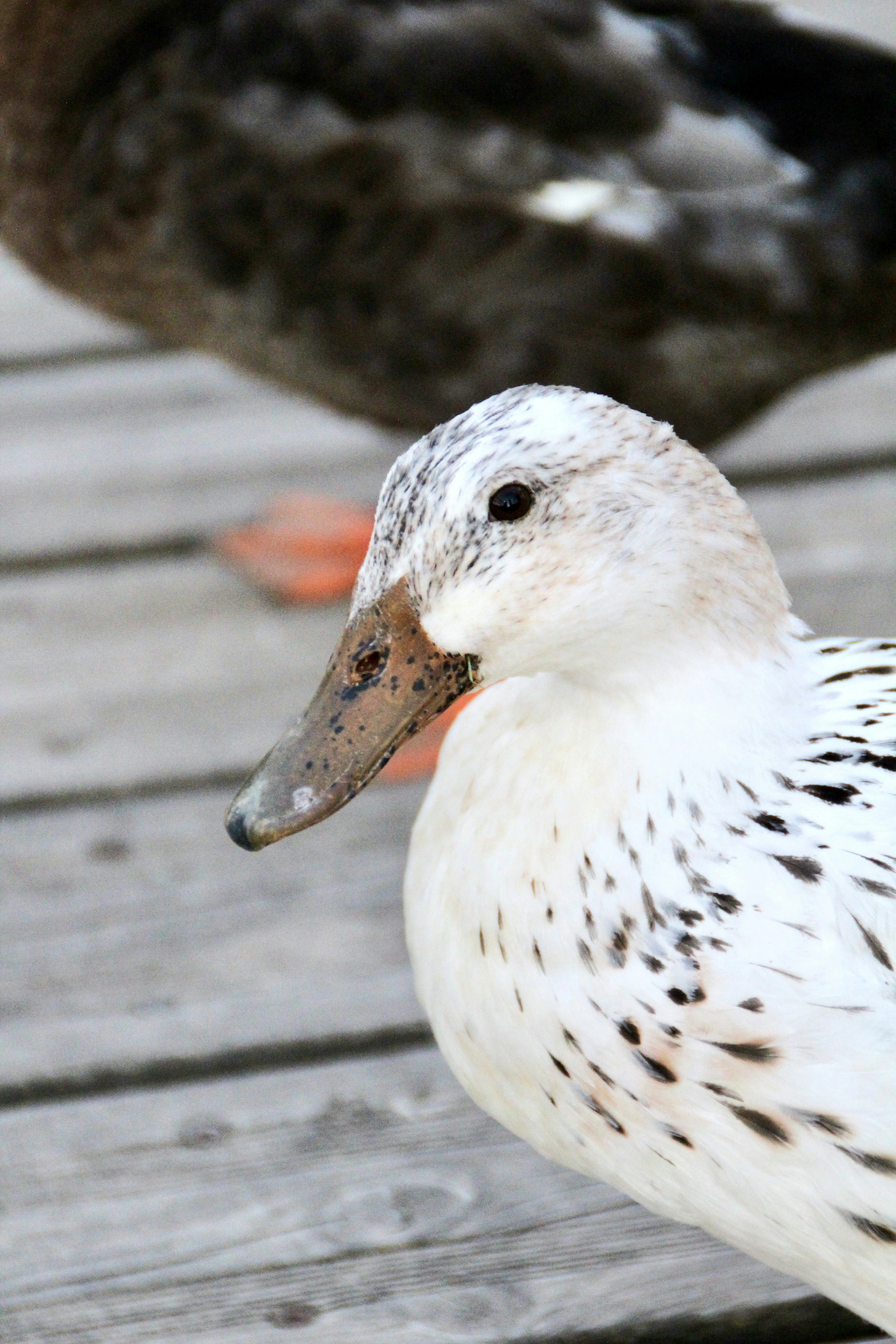 Speckled Serenity on Weathered Wood: Close-Up of a White Duck
