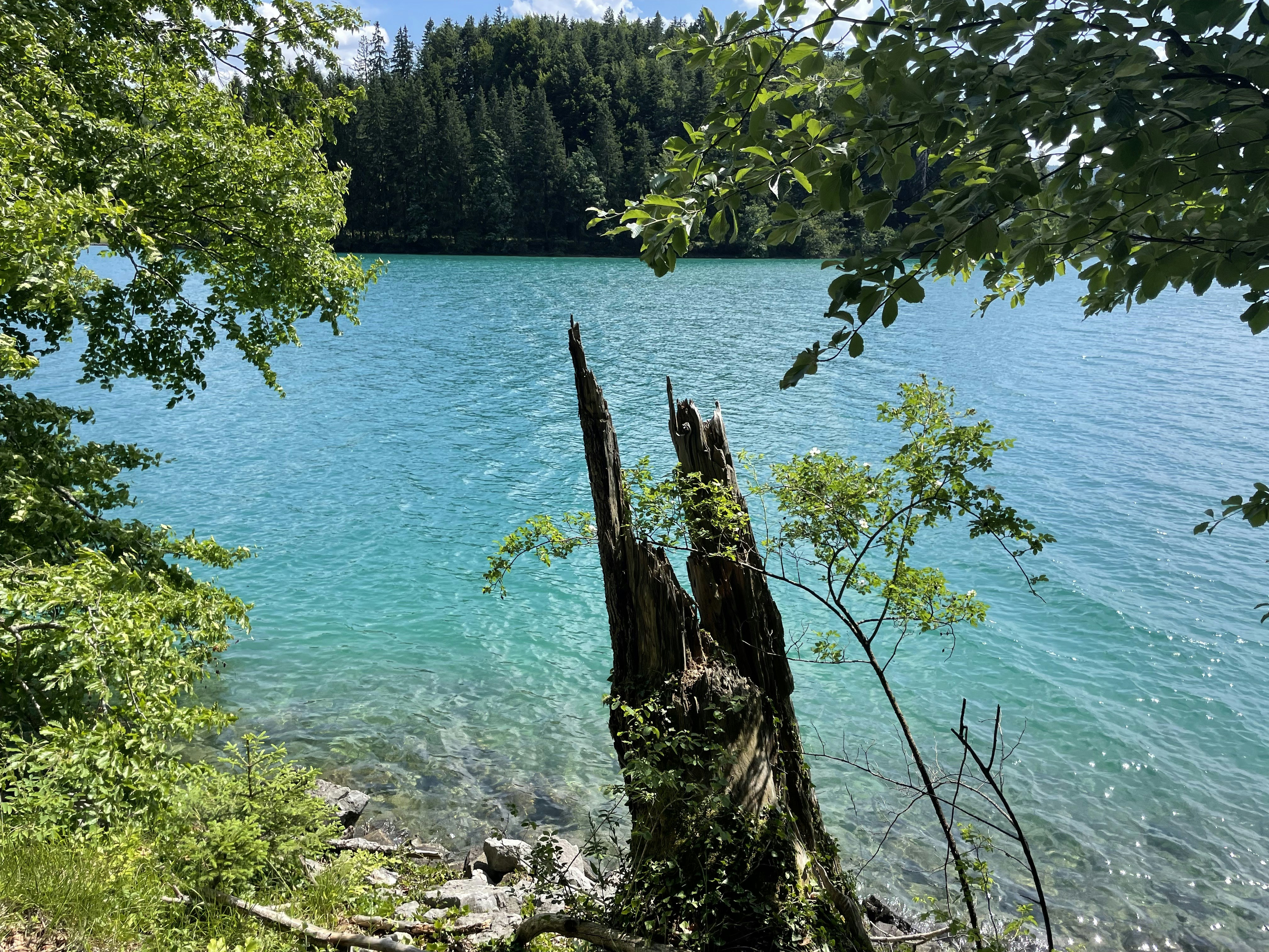 A tree stump sticking out of the water photo – Free Nature Image on ...