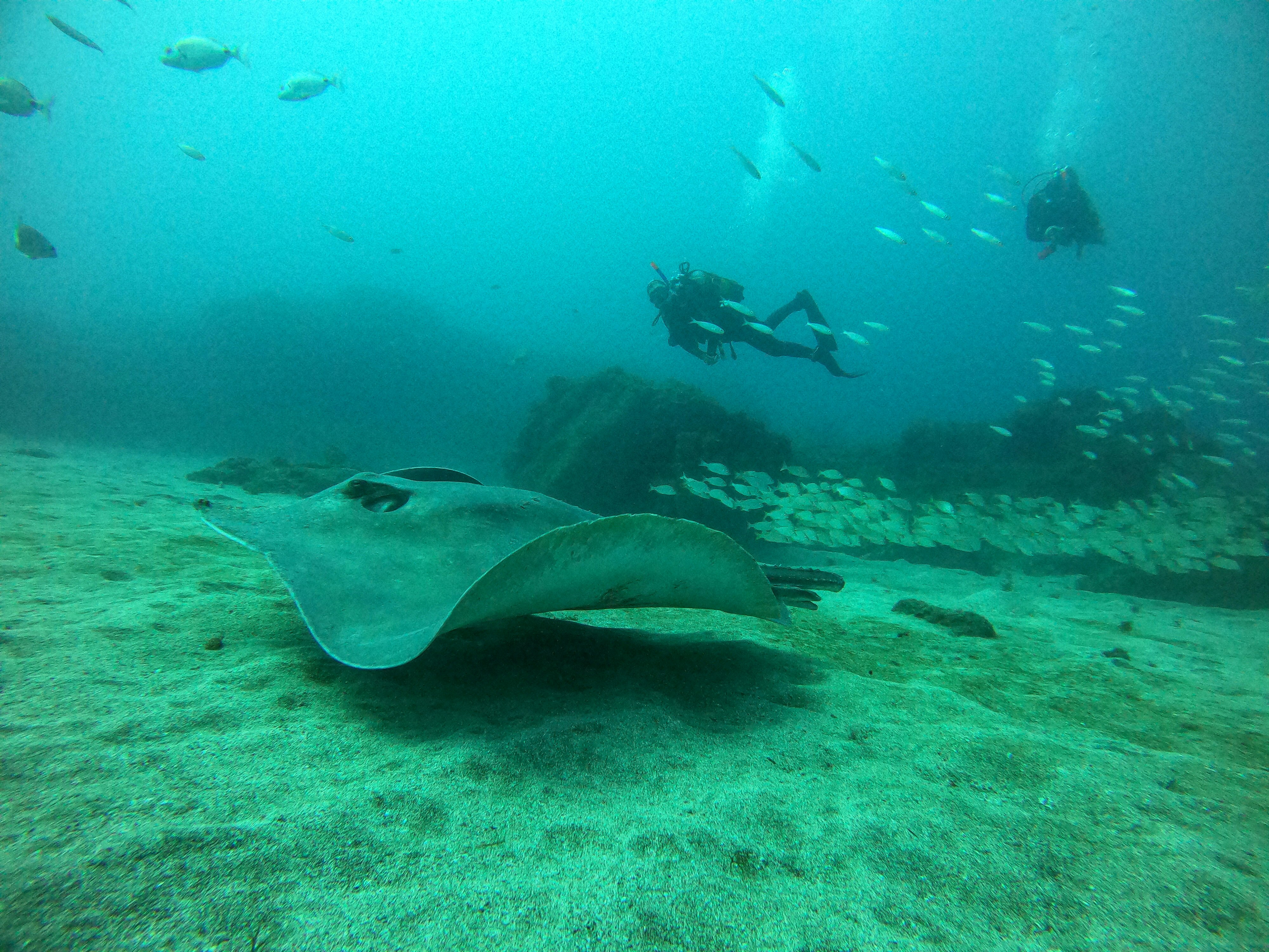A manta ray swims over a sandy ocean floor photo – Free Stingray Image ...