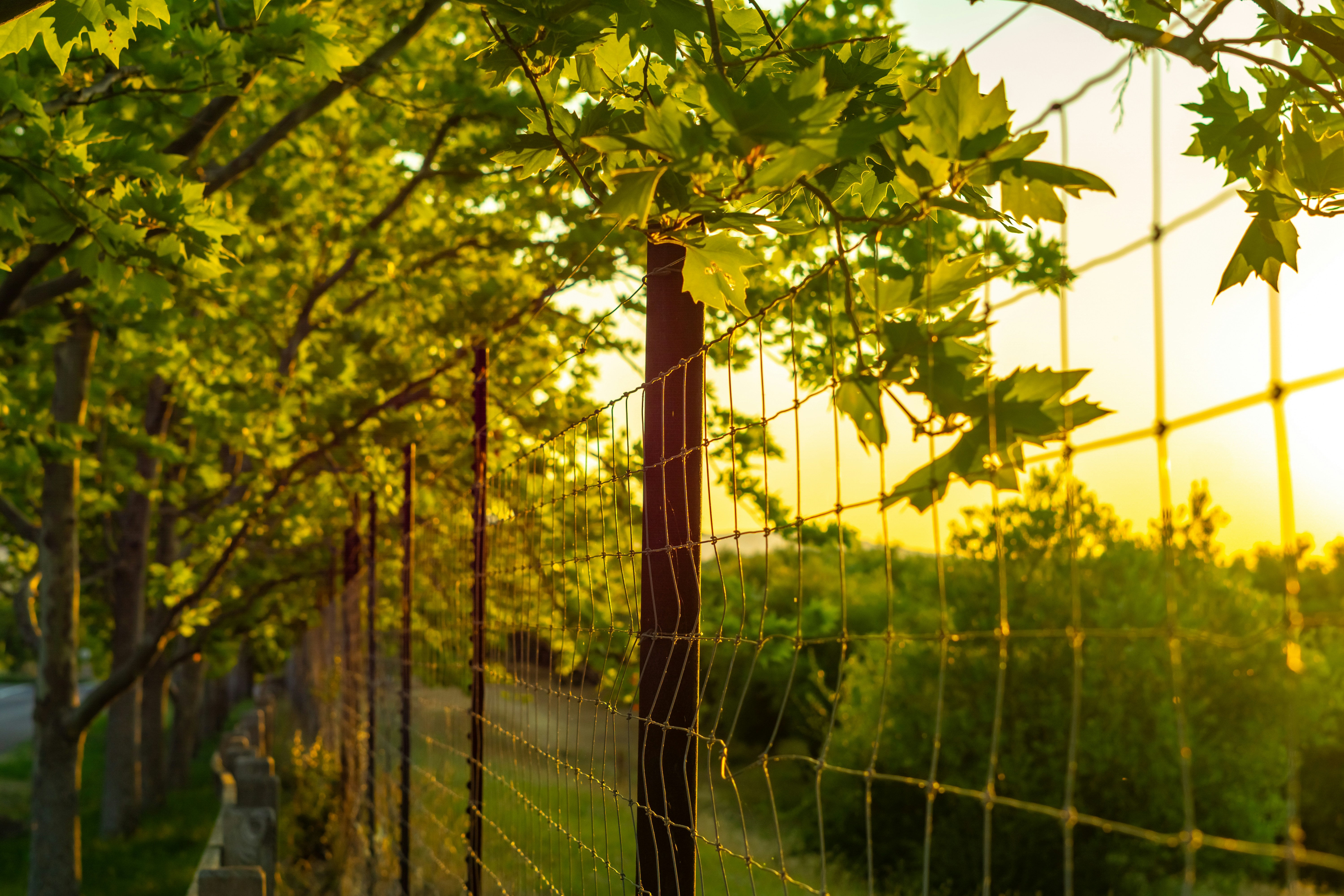 Sunlit Fence at Golden Hour: Leaves, Posts, and a Distant Field