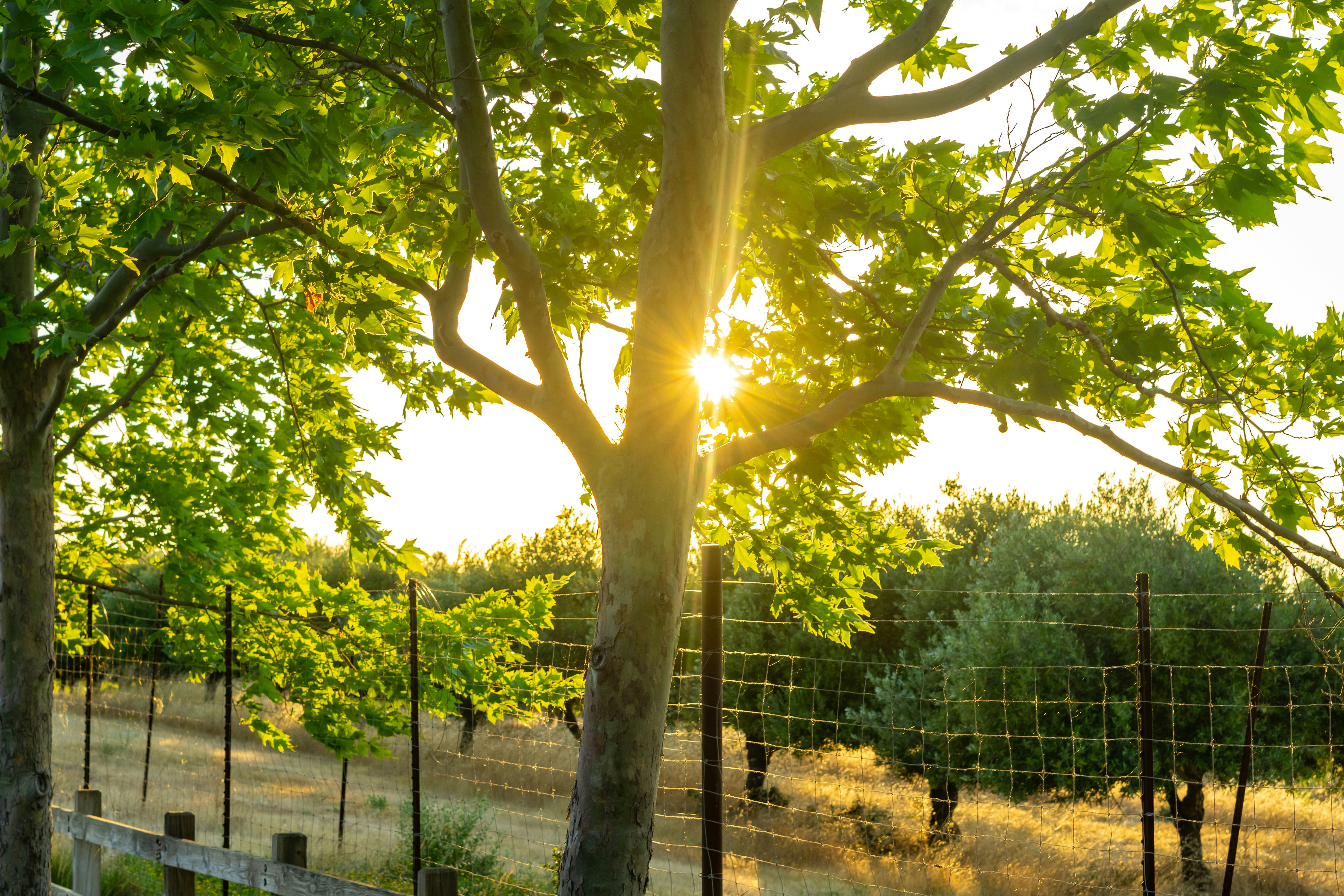 Sunlit Orchard Fence: A Tree Silhouette at Dusk