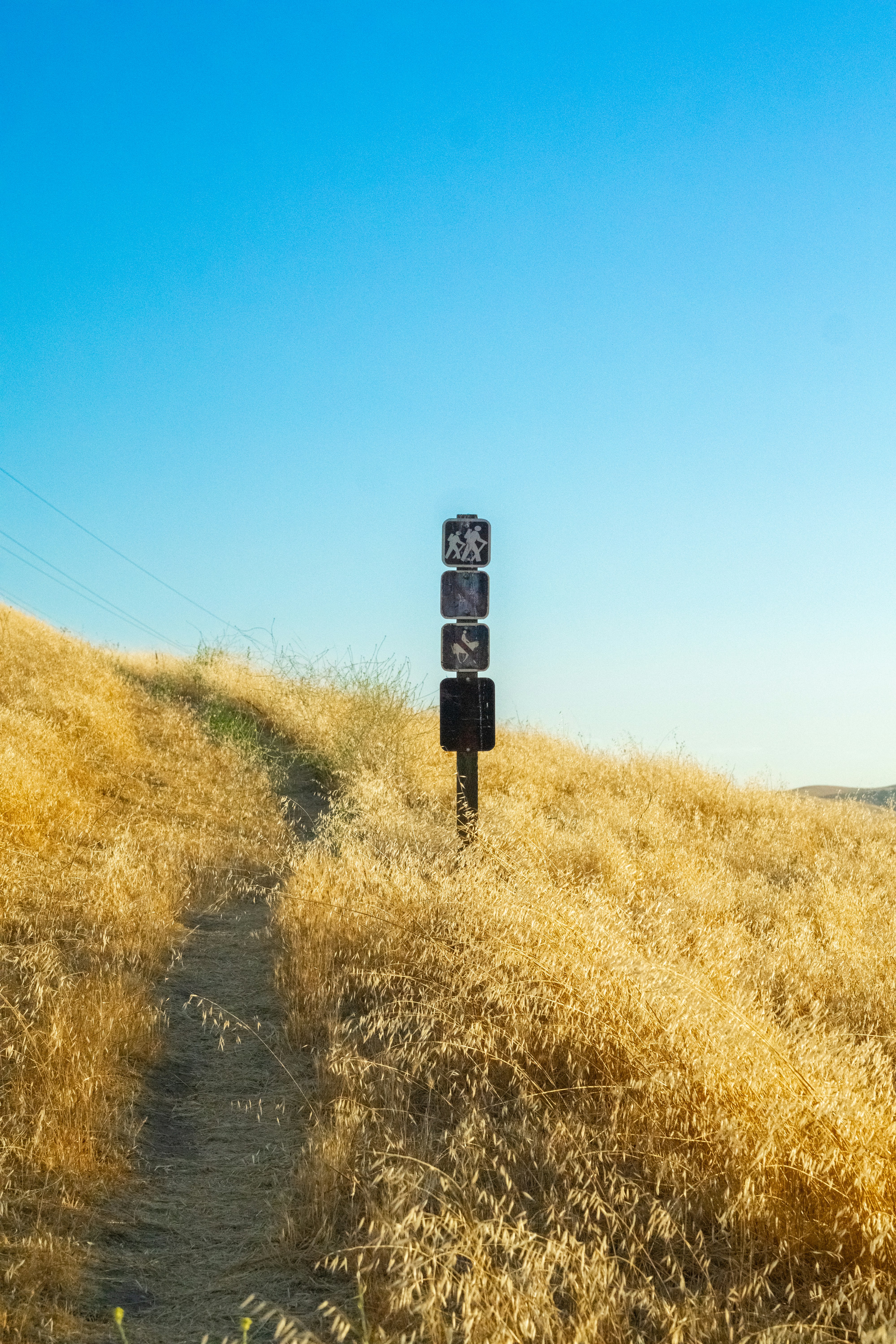 Signpost on a Sunlit Trail Through Golden Grass