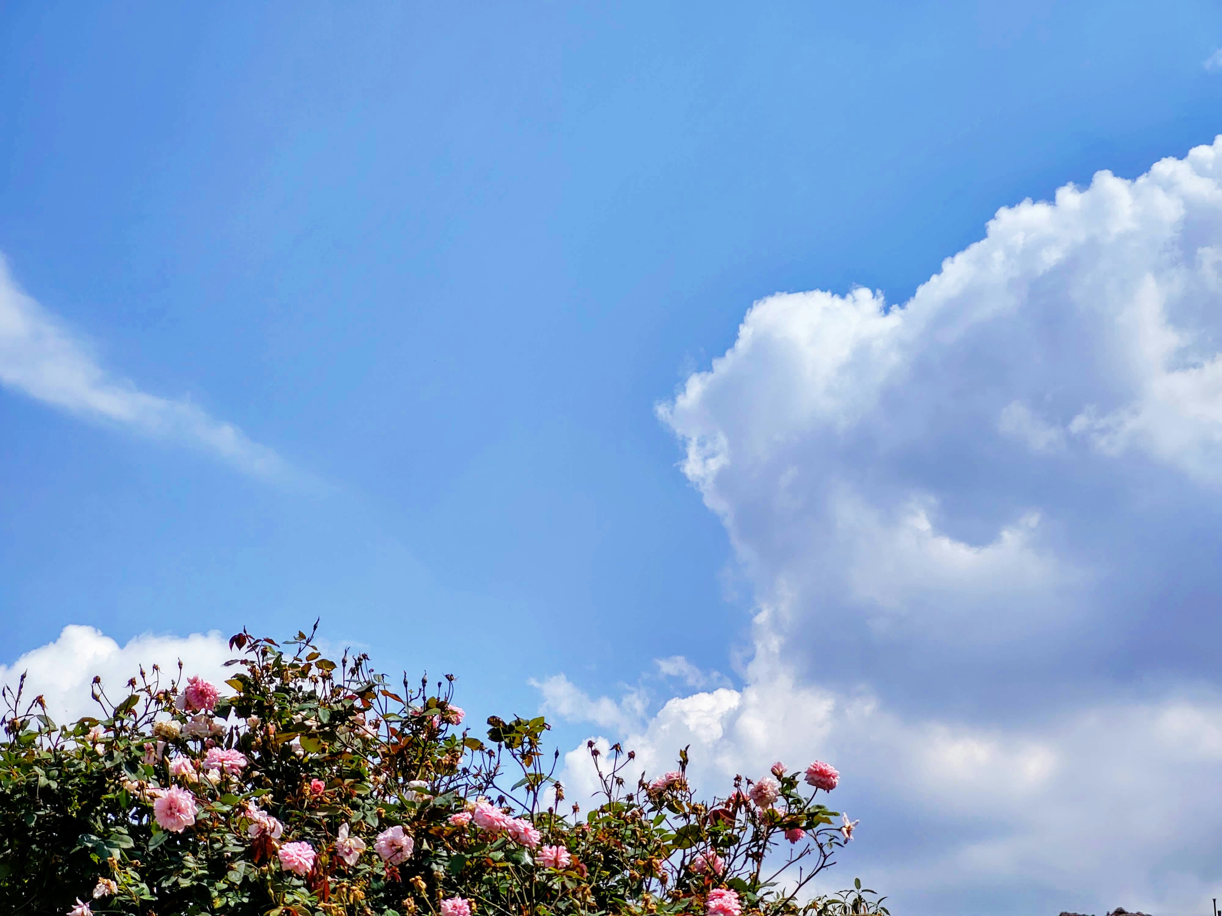 Foto Un cielo azul con nubes y flores rosadas – Imagen Naturaleza ...