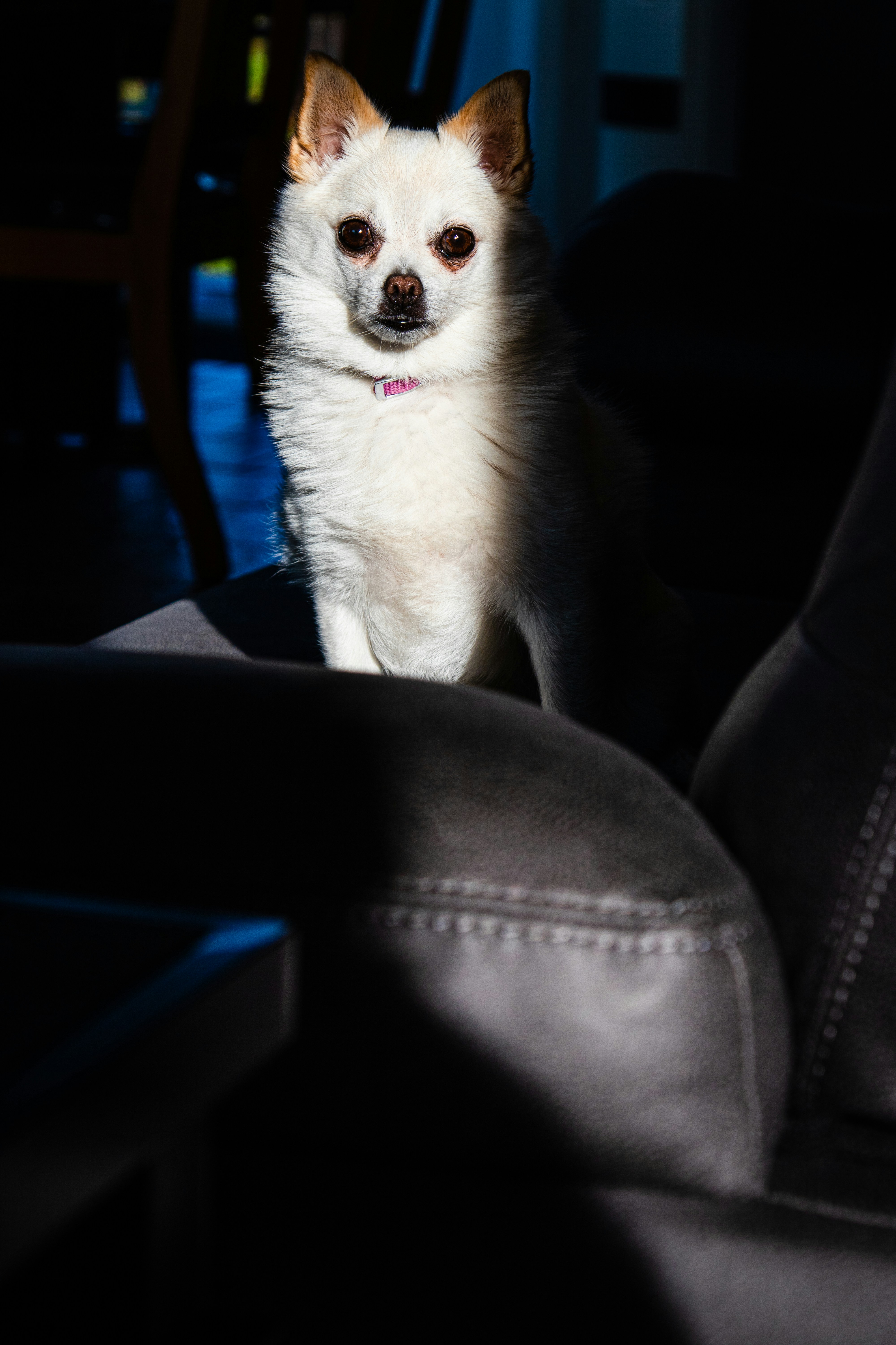 Foto Un pequeño perro blanco sentado encima de un sofá – Imagen Perro ...