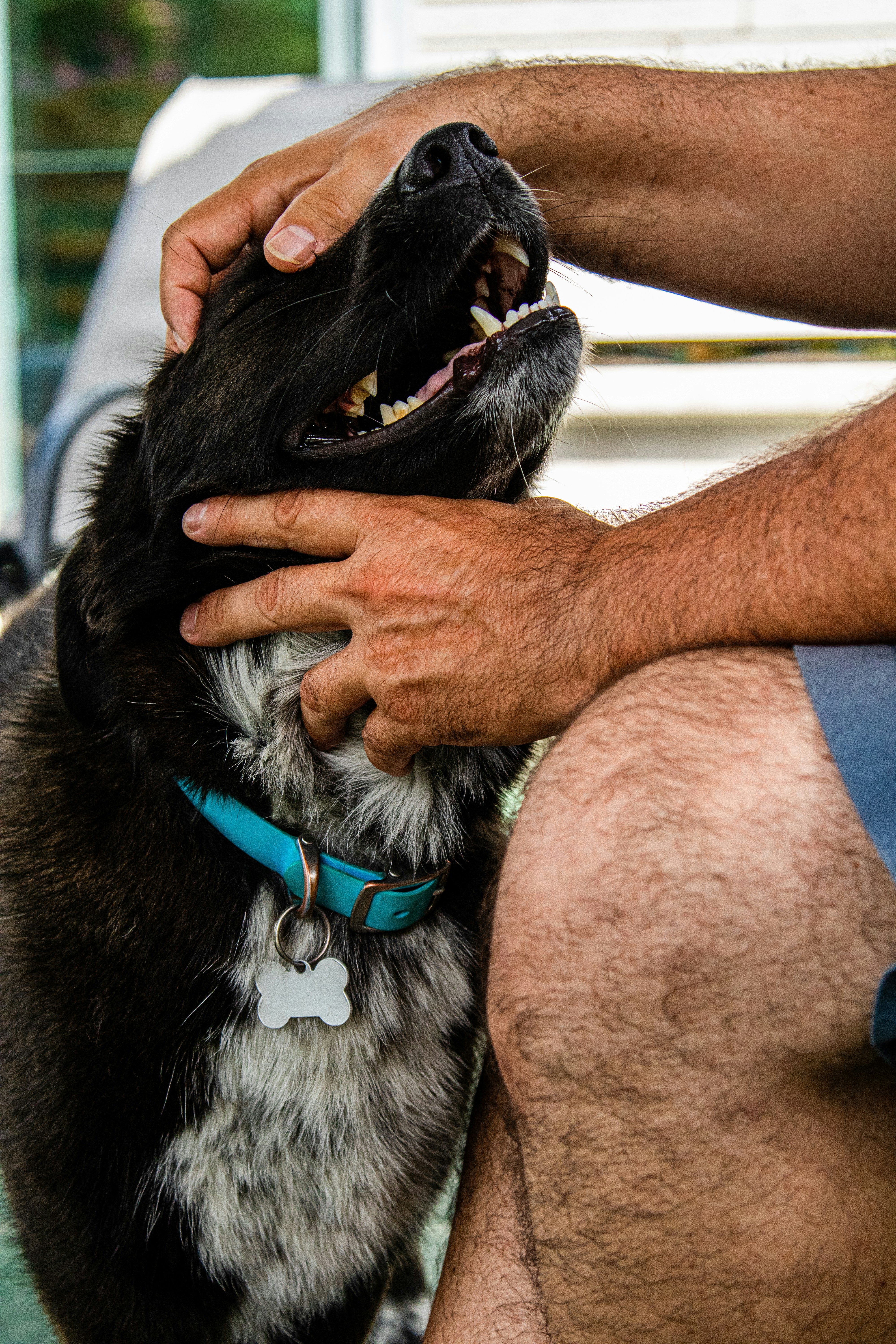 Chomp and Trust: A Close-Up Portrait of a Dog in Gentle Restraint