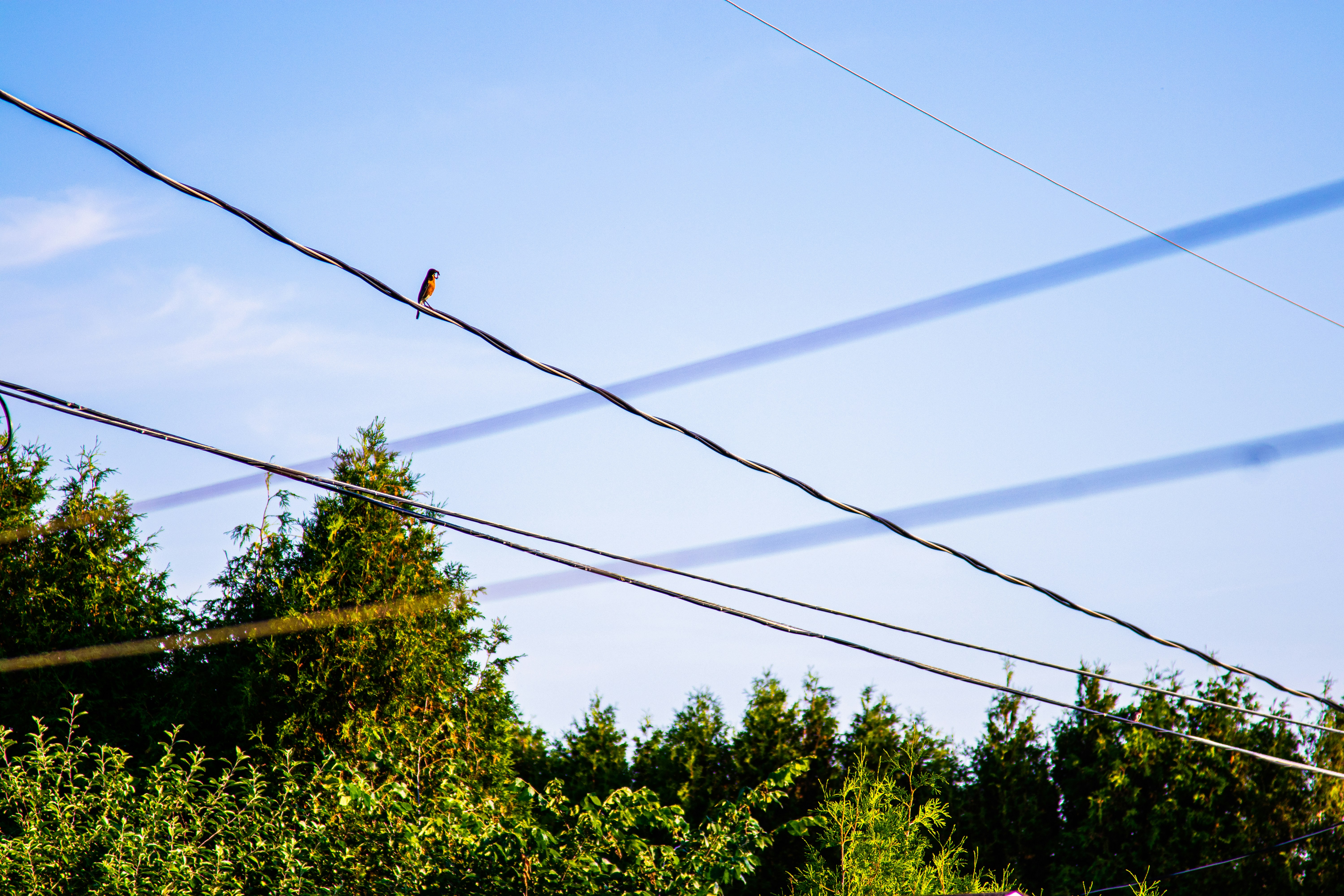 Sparrow on a Sunlit Wire Above the Quiet Canopy
