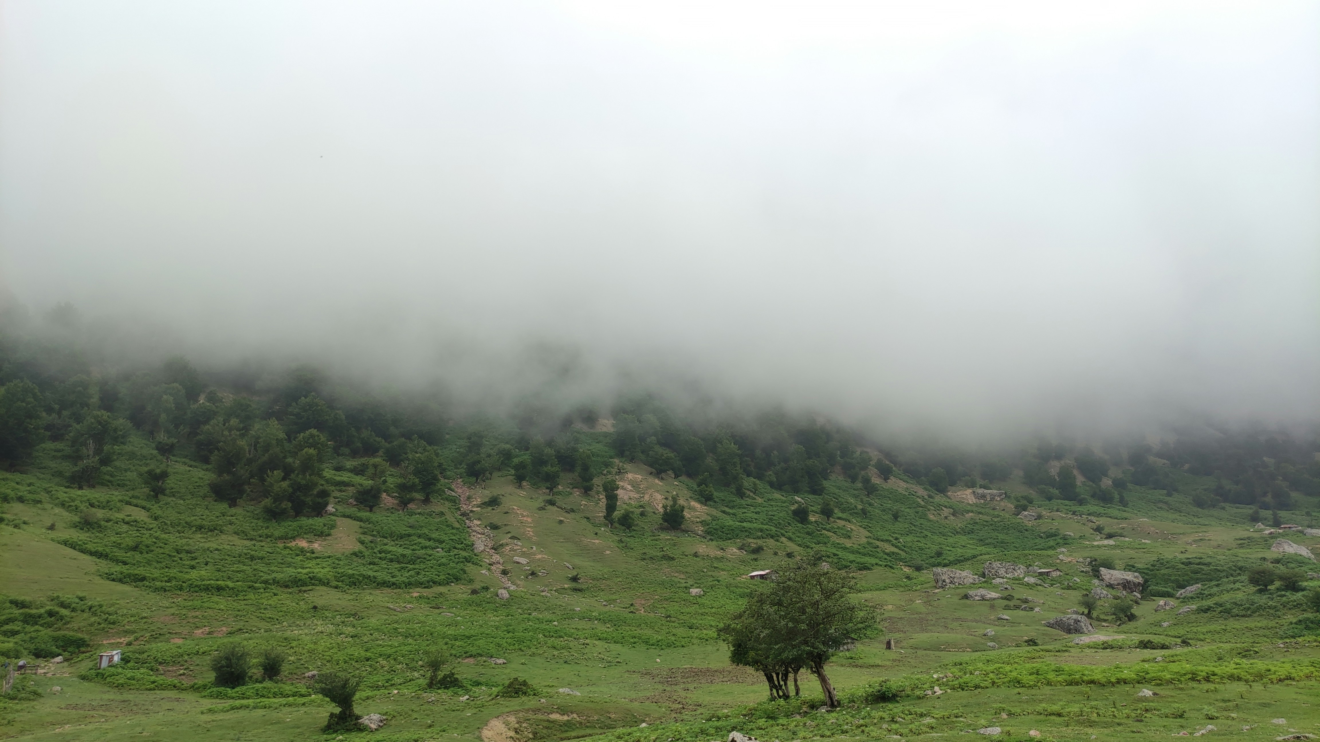 Landscape photograph of lush green hills with a solitary tree under a low blanket of fog.
