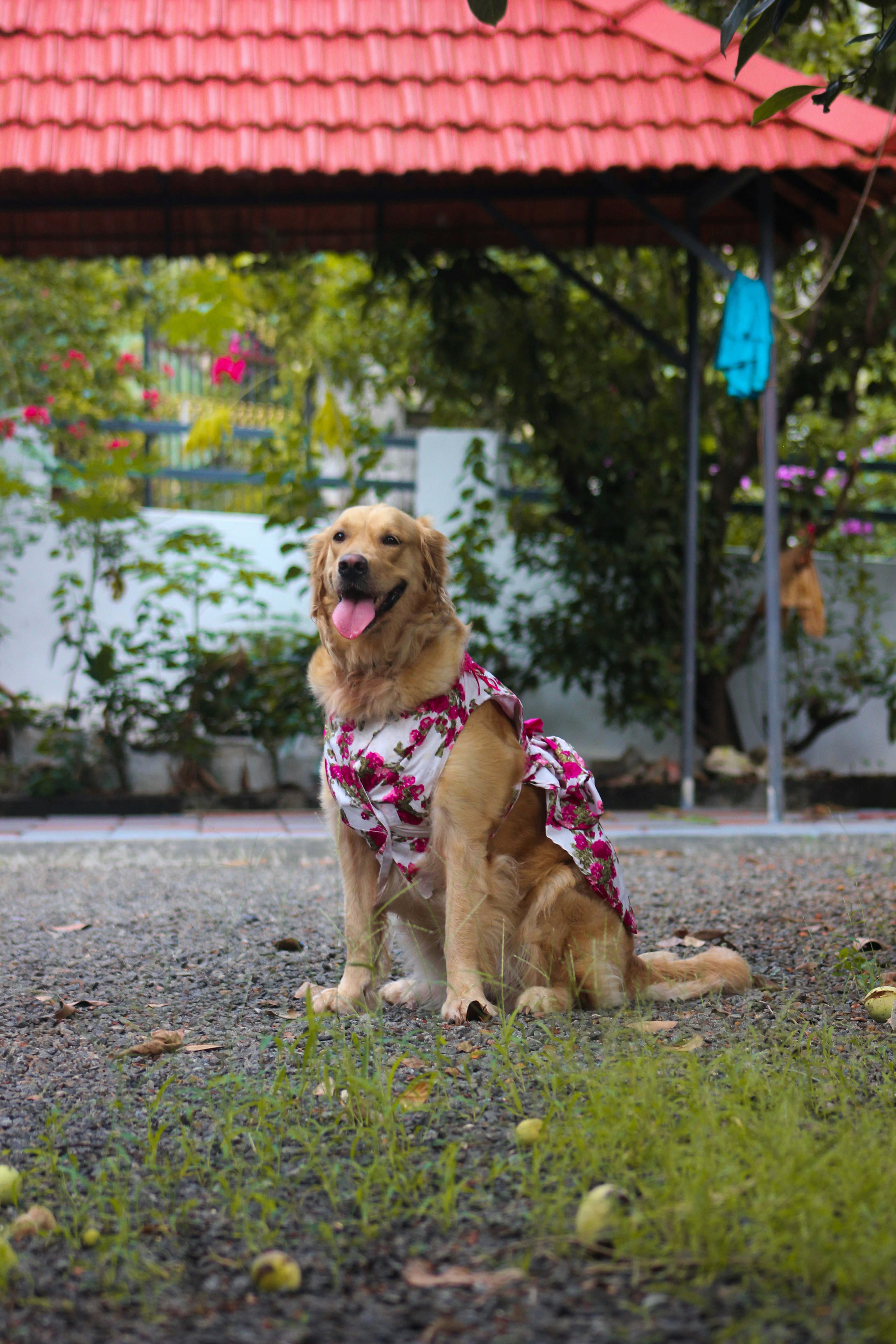 Dog In Clothes Pictures | Download Free Images on Unsplash