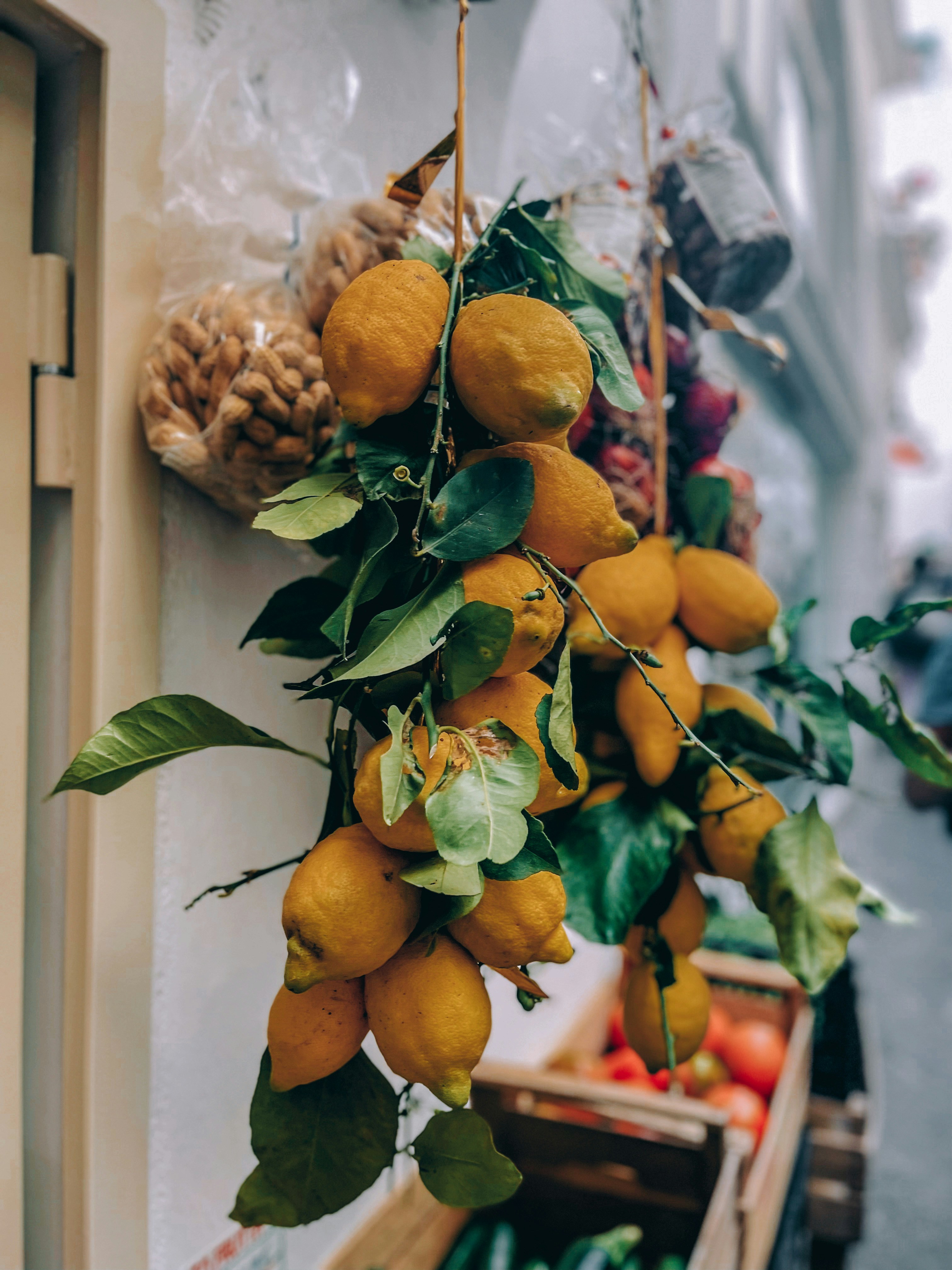 A bunch of lemons hanging from a tree photo – Free Wallpaper 4k Image ...
