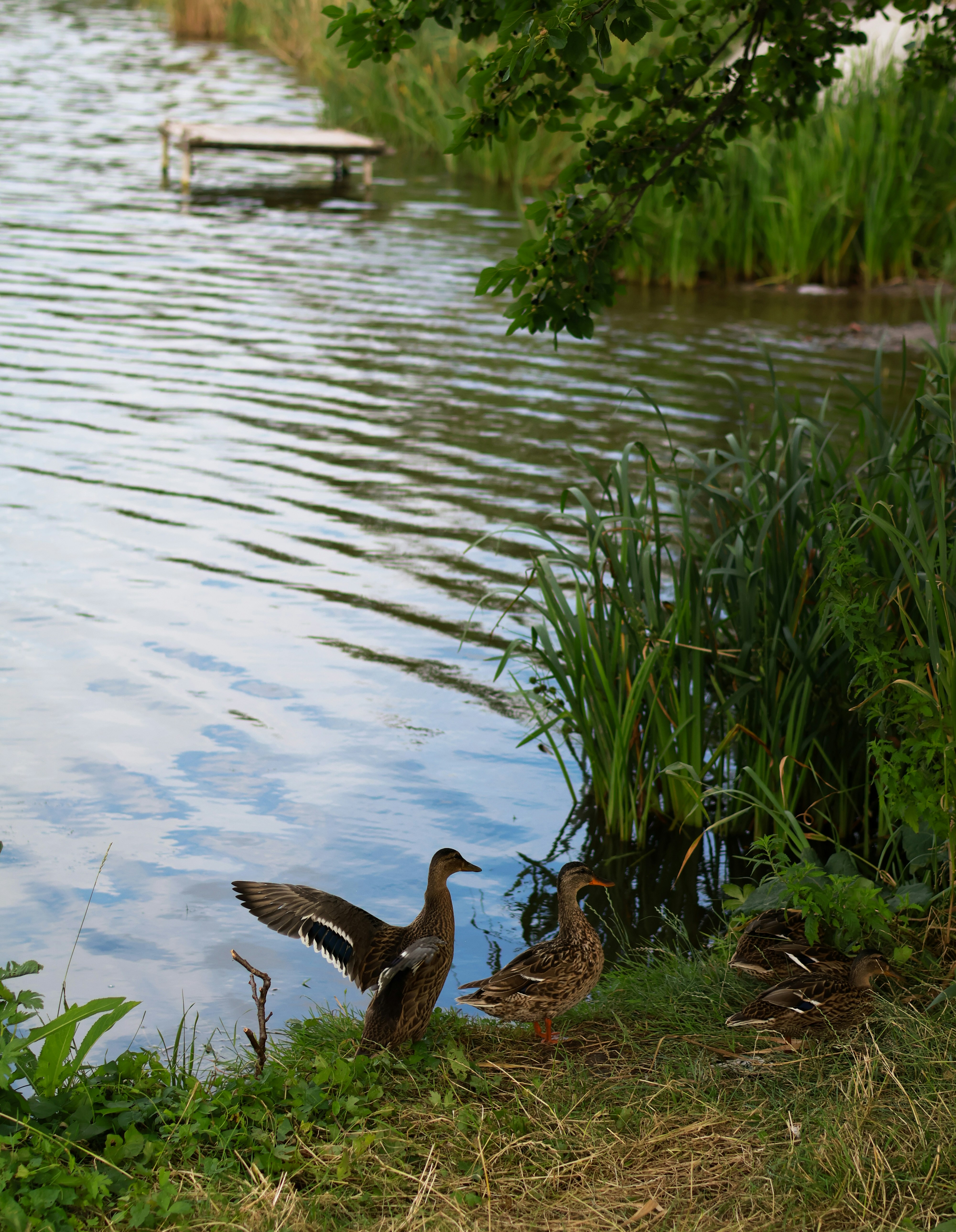 the ducks are out of the water