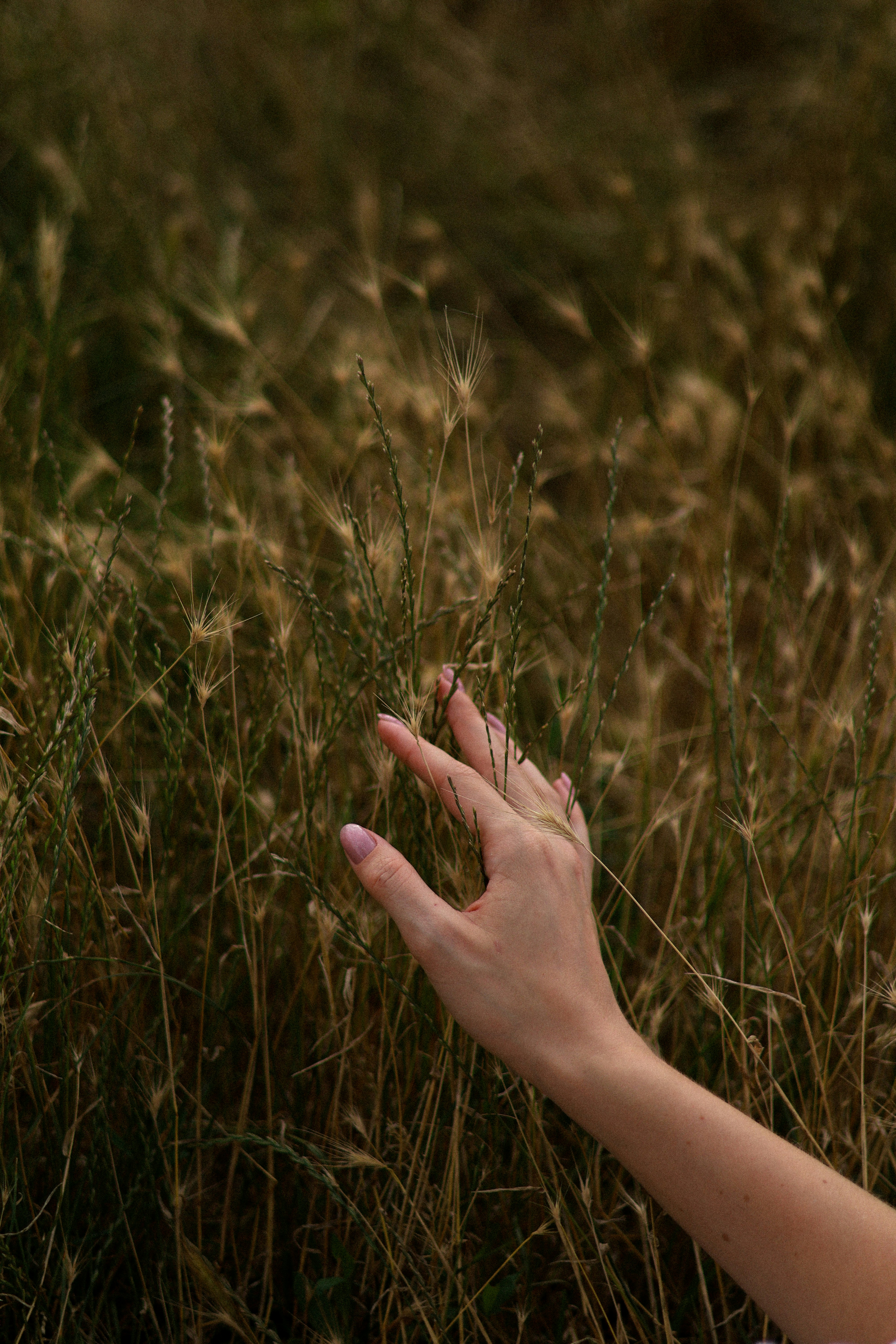 A photograph of a pale hand brushing through tall, golden wild barley in a sunlit field. The composition emphasizes tactile texture and the gentle contact with the seed heads.