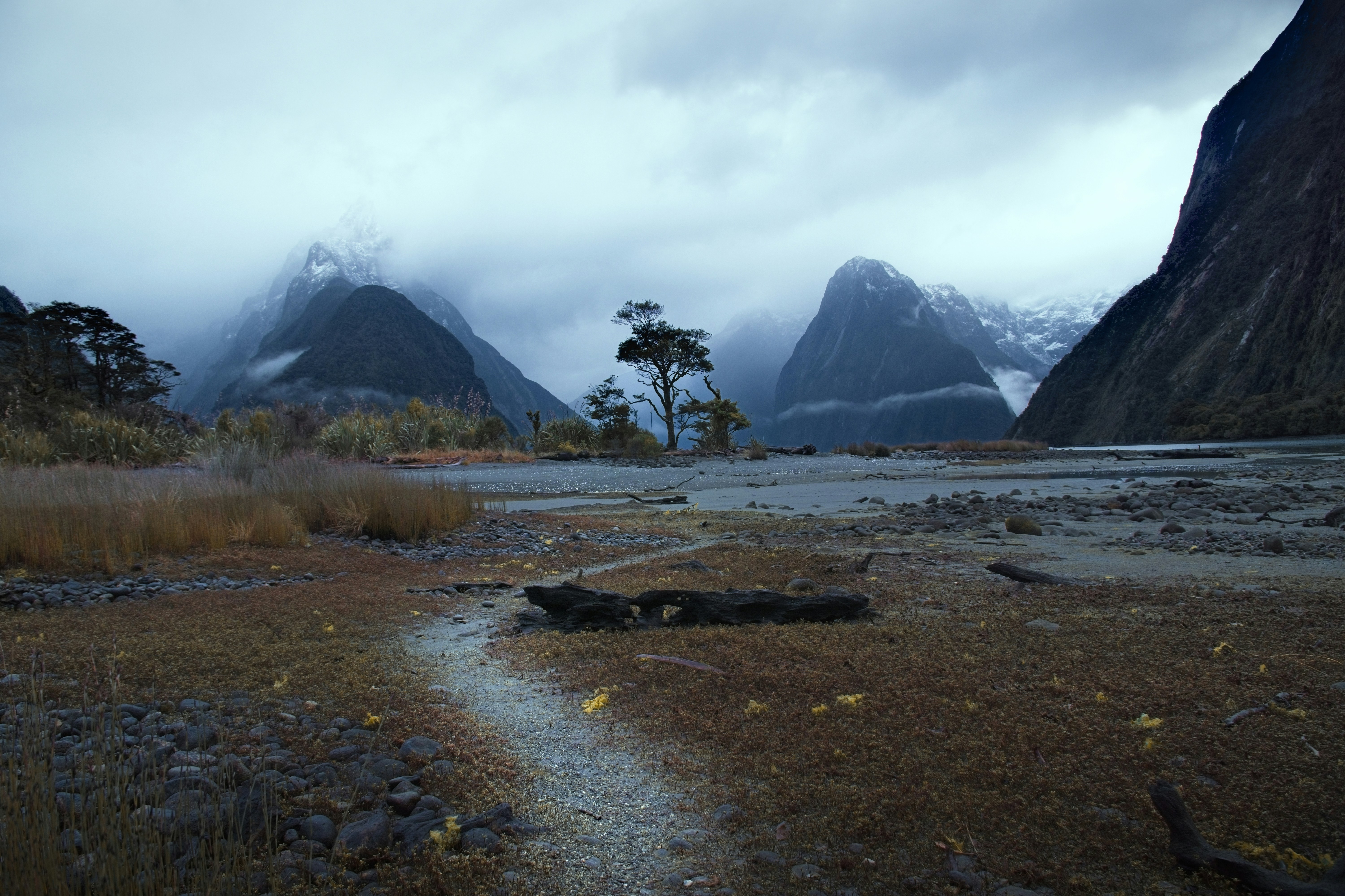 Whispers Between Peaks: A Lone Pine Against a Mist-Shrouded Fjord