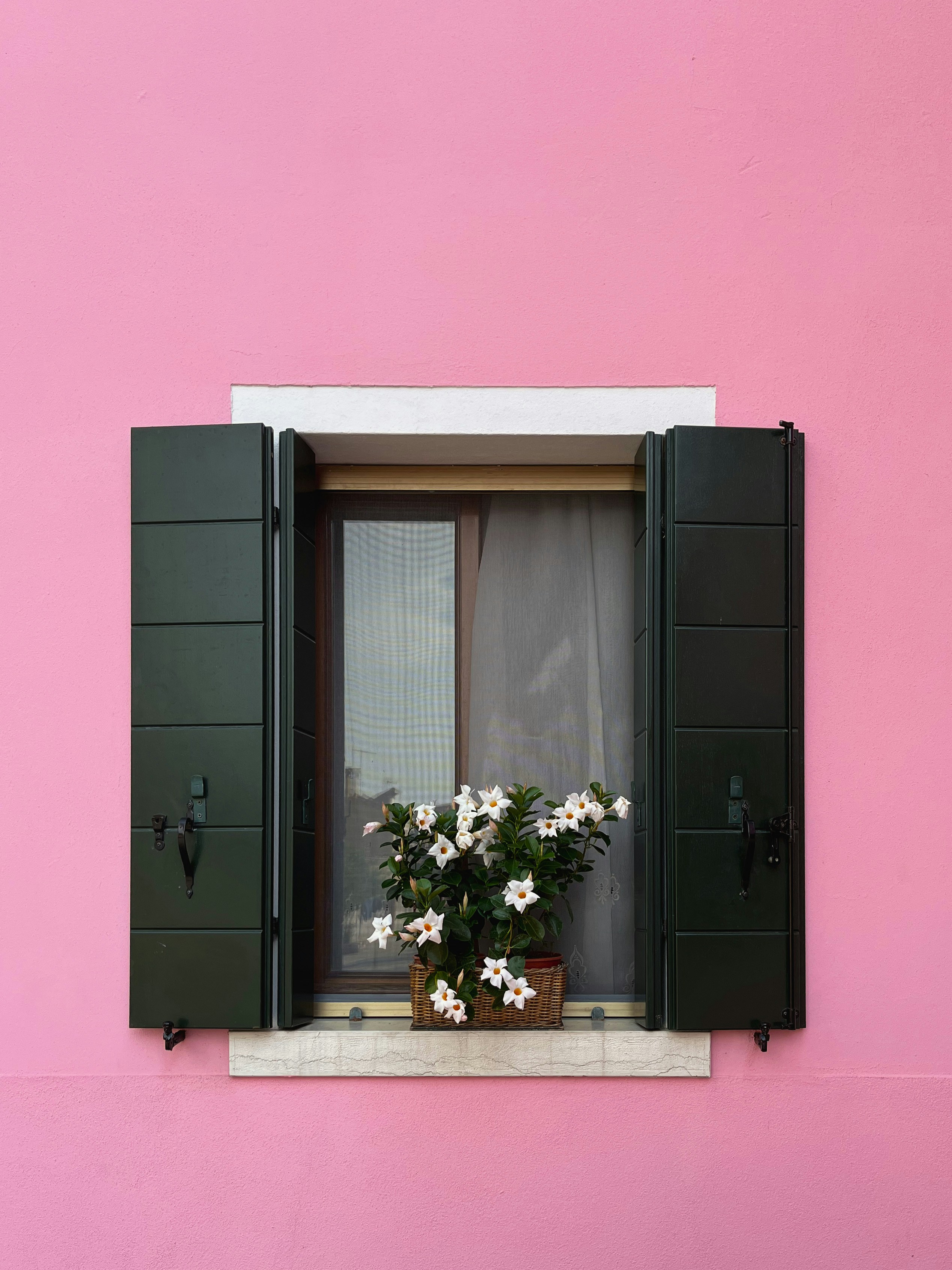 A photograph showing a window with dark green shutters on a pink wall, featuring a basket of white daisies on the sill.