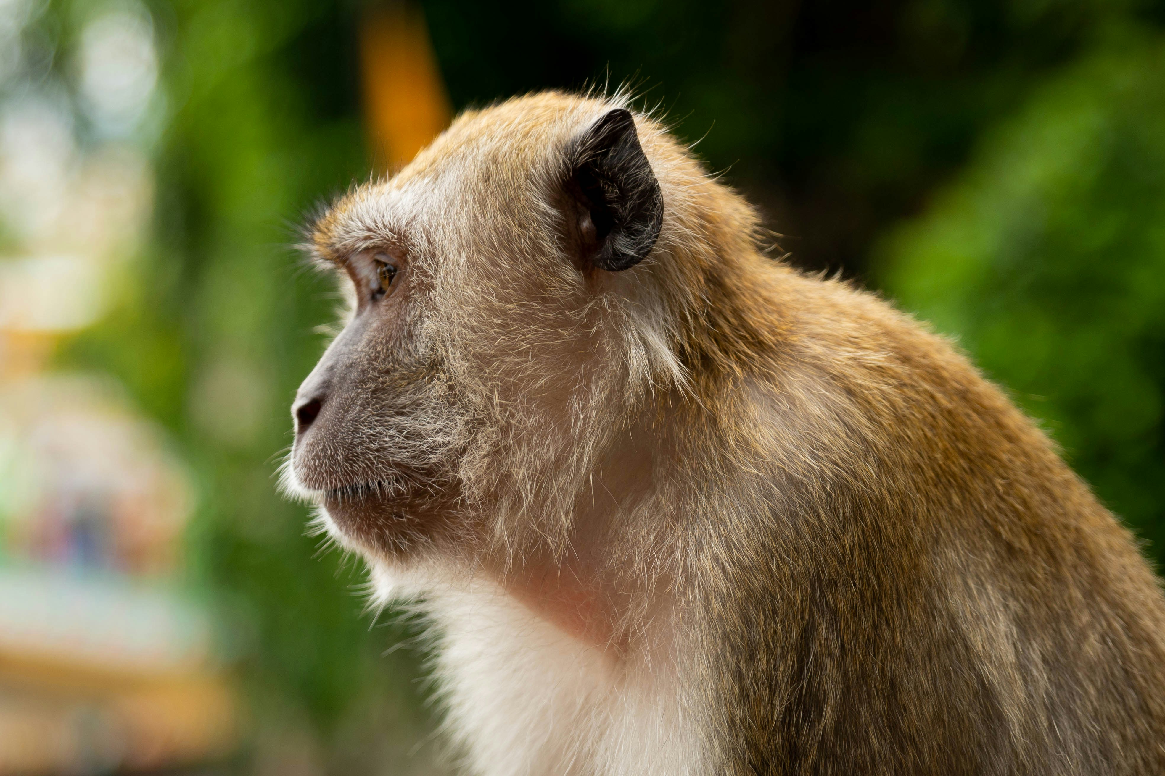 A close up of a monkey with a blurry background photo – Free Animal ...