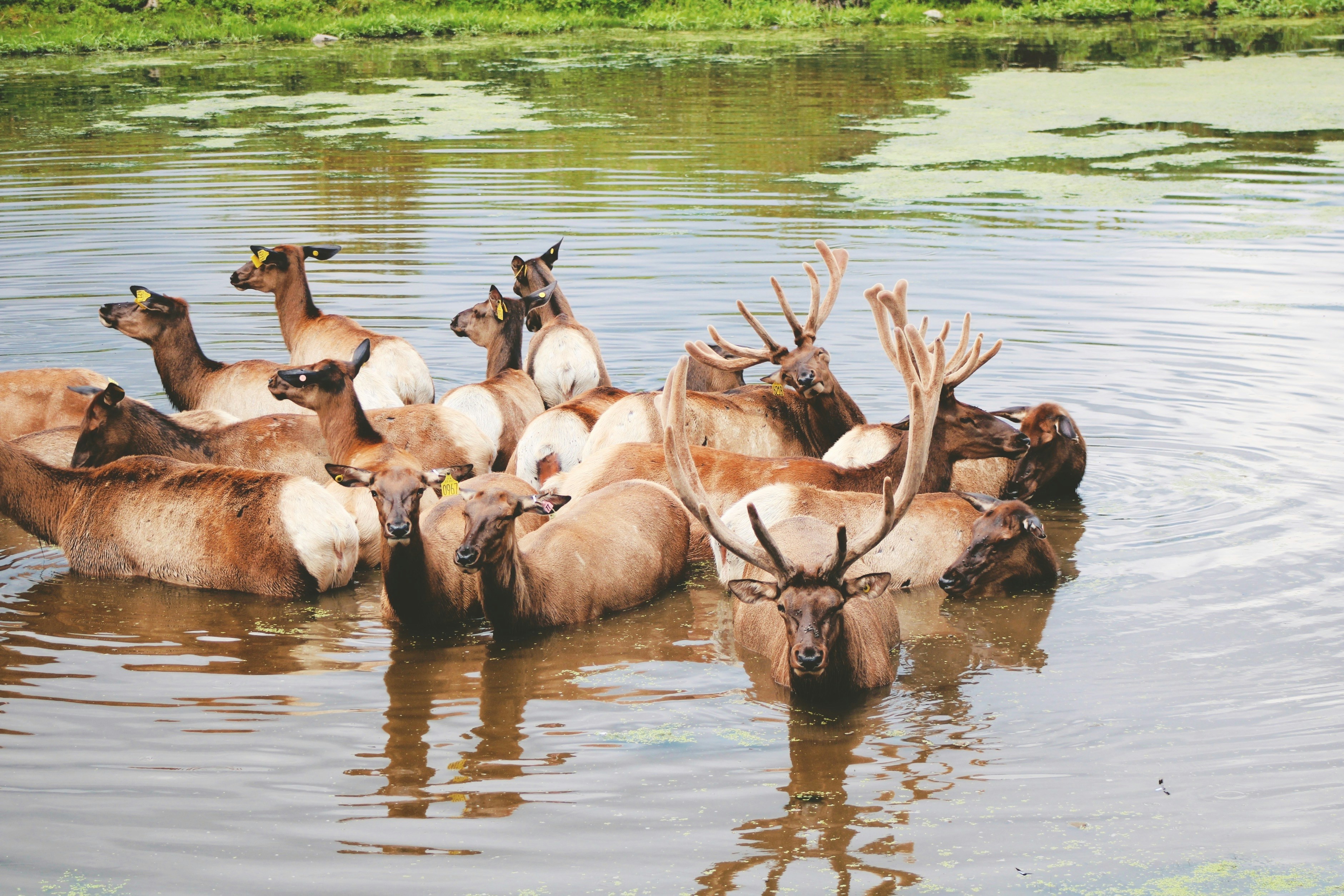 A herd of deer standing in a body of water photo – Free Parc safari ...
