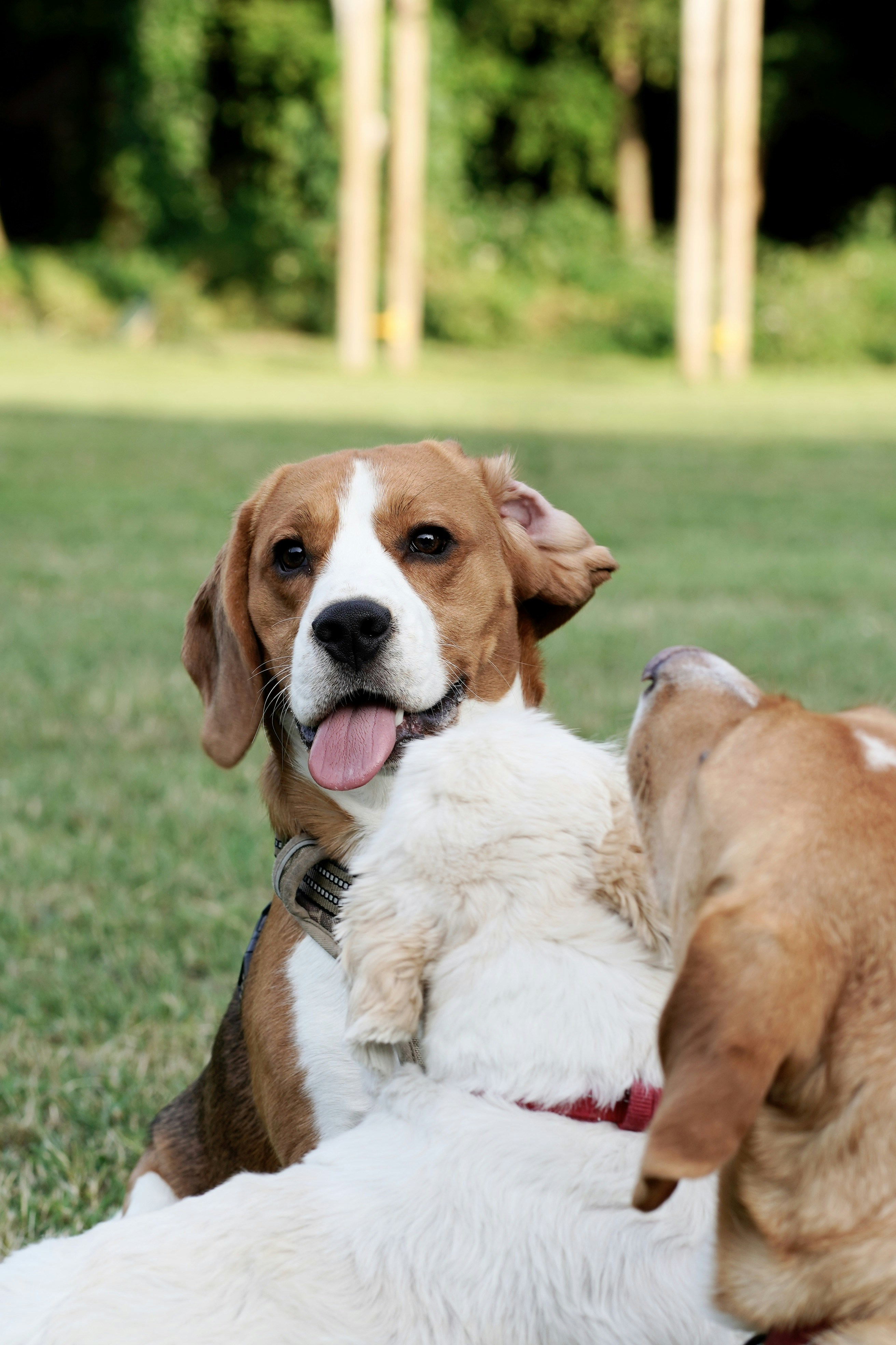 Two dogs playing with each other in the grass photo – Free Canine Image ...