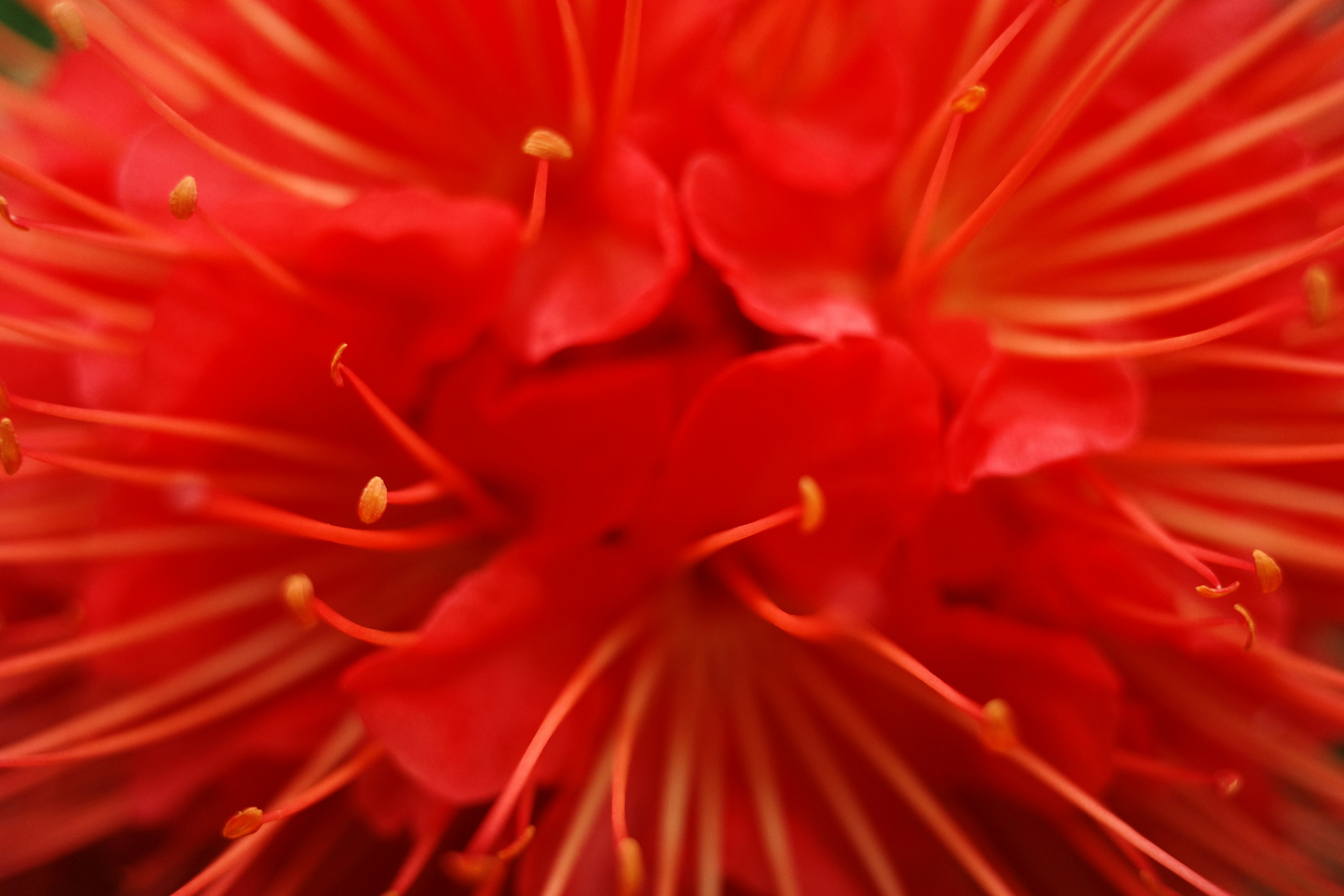 Crimson Core: Macro of a Red Flower's Stamen Burst