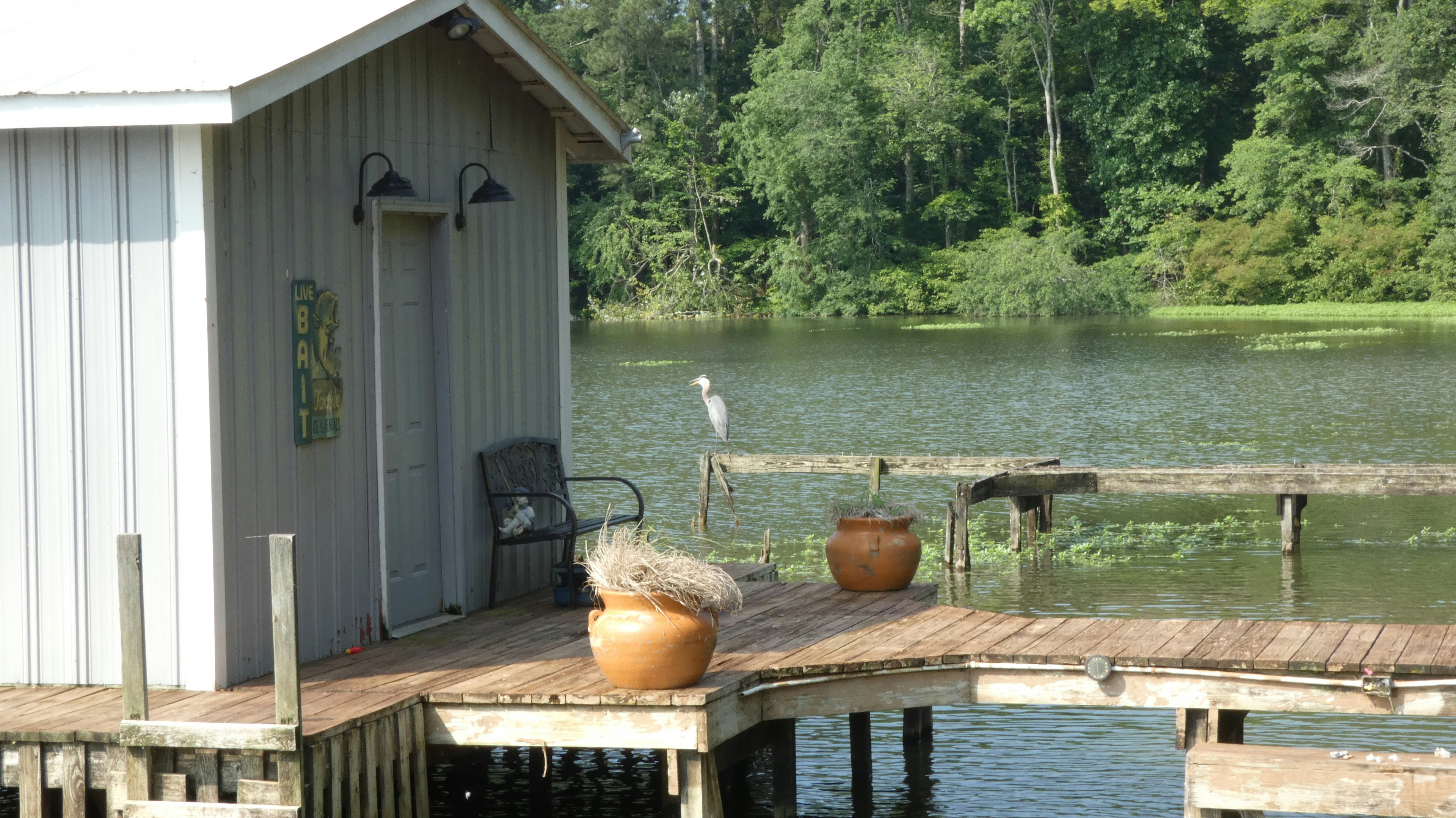 Egret by the Dock: Pots, Water, and Quiet Light