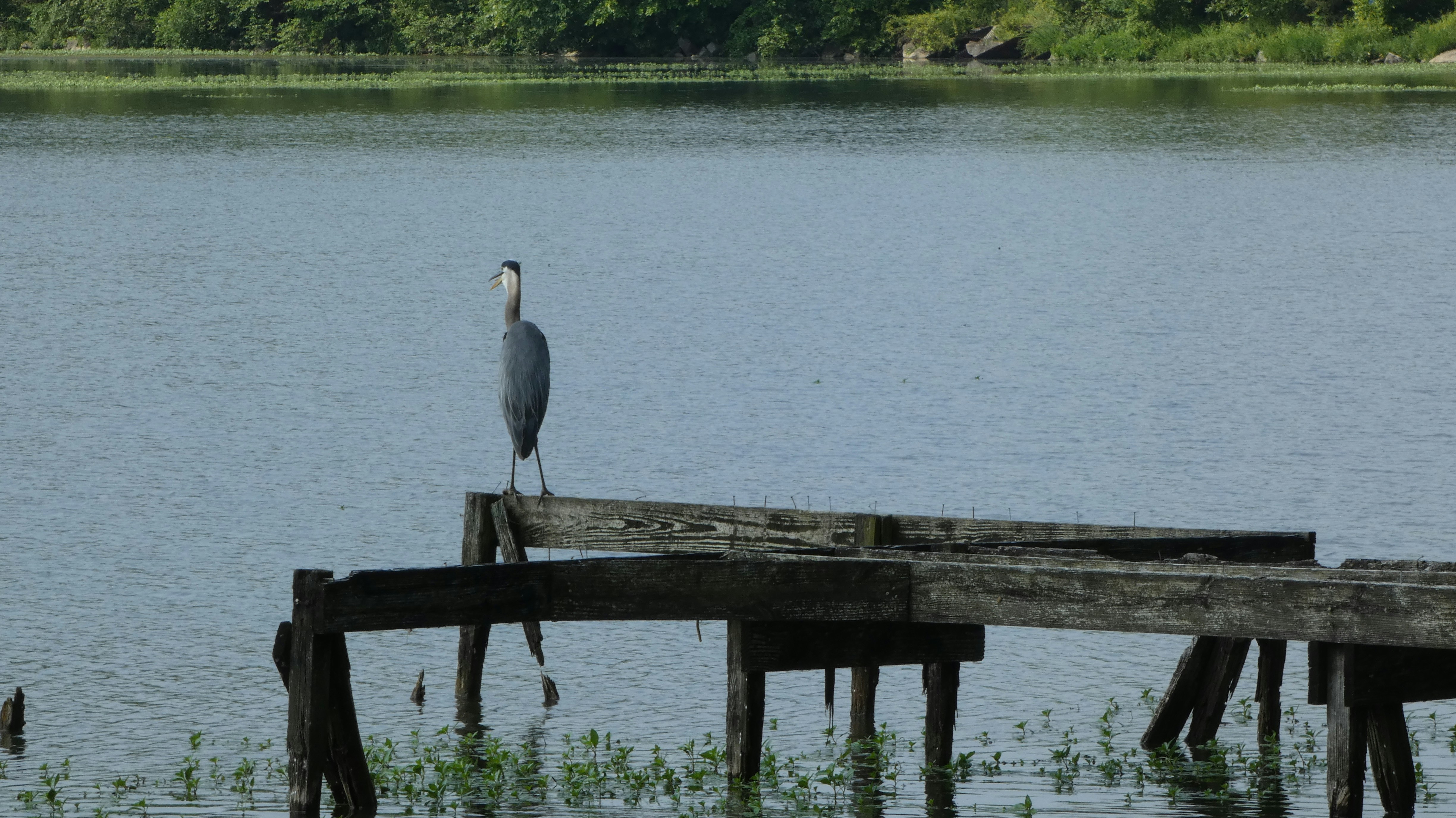 Heron on the Weathered Pier