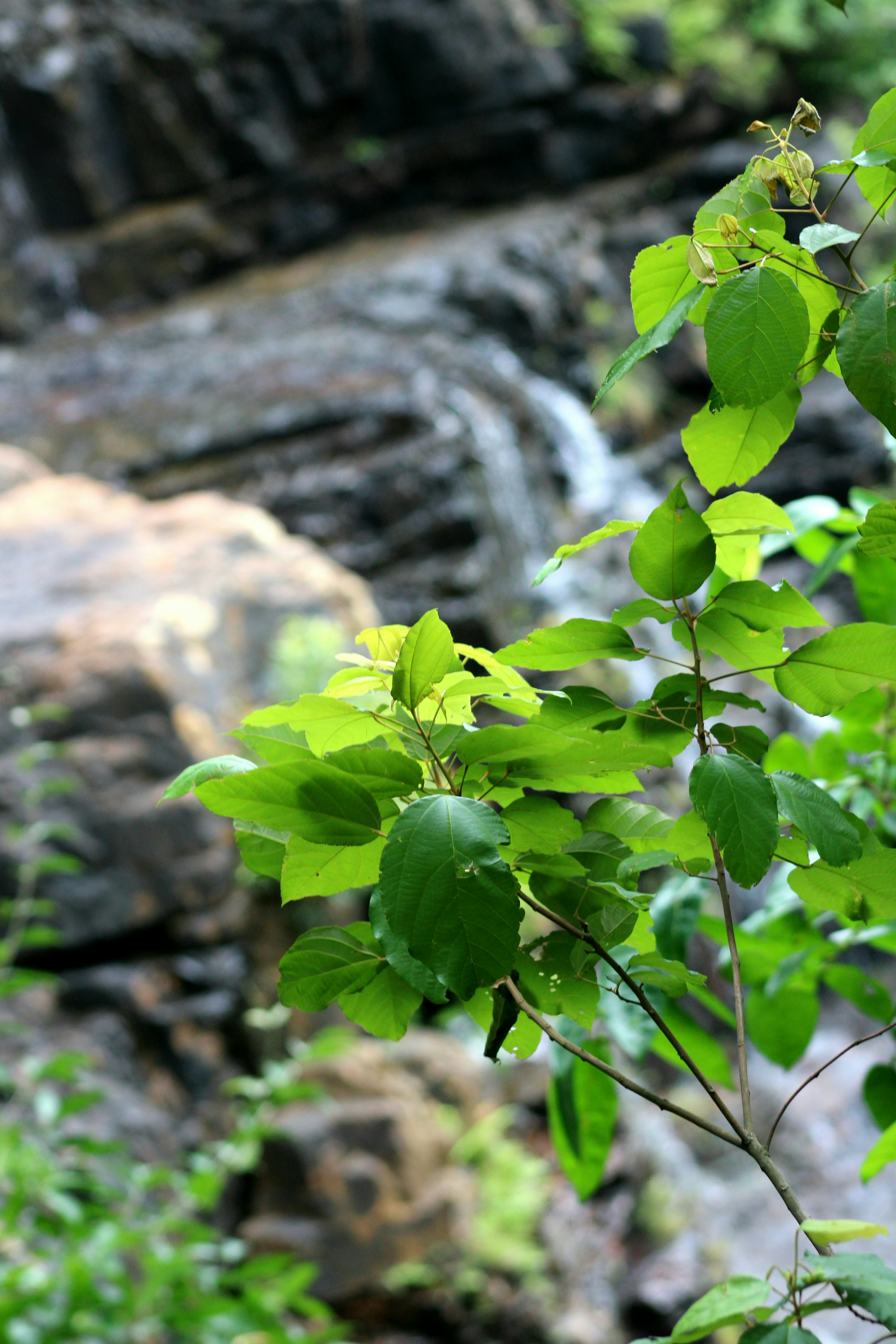 Verdant Leaves Framing a Gentle Stream Cascade